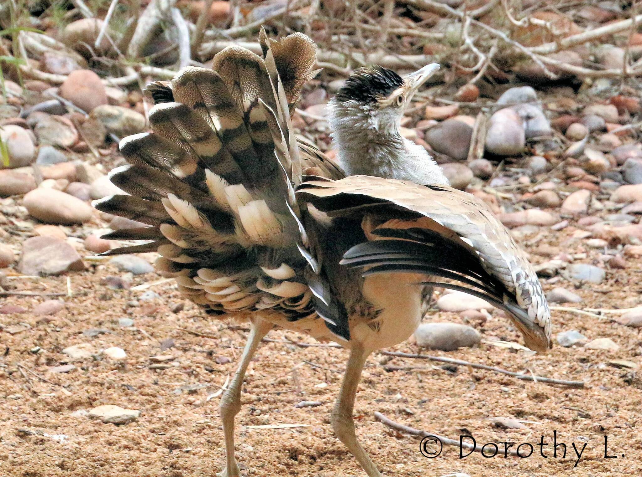 Australian Bustard – Ausemade
