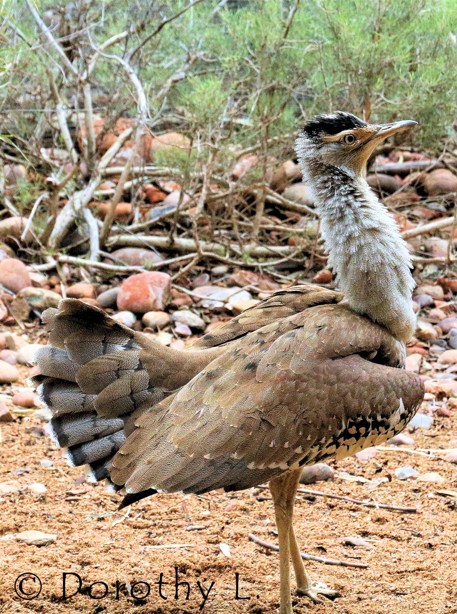 Australian Bustard – Ausemade