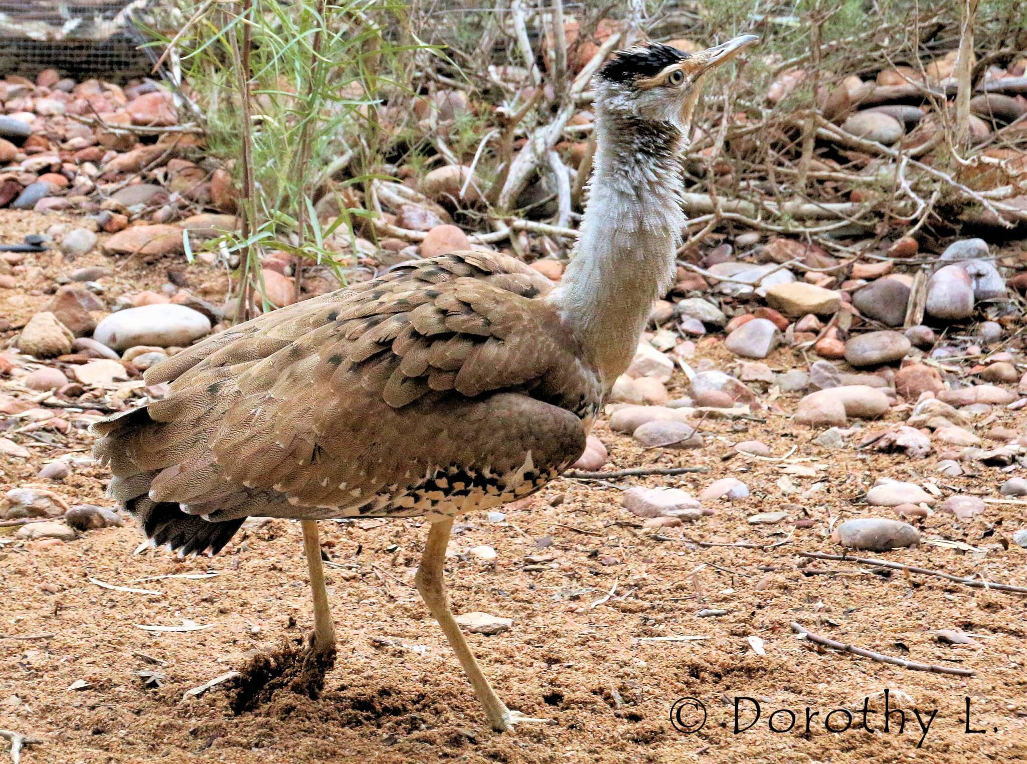 Australian Bustard – Ausemade