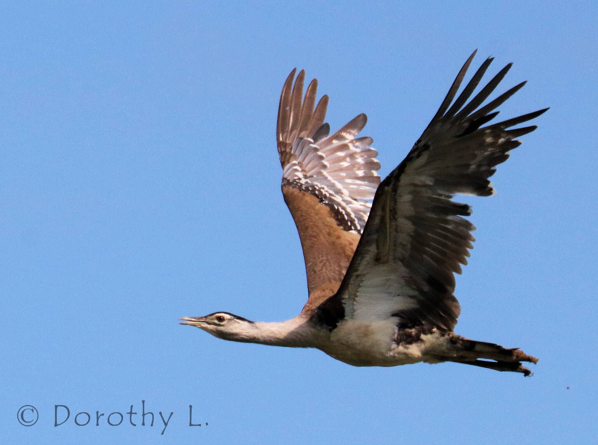 Australian Bustard – Ausemade