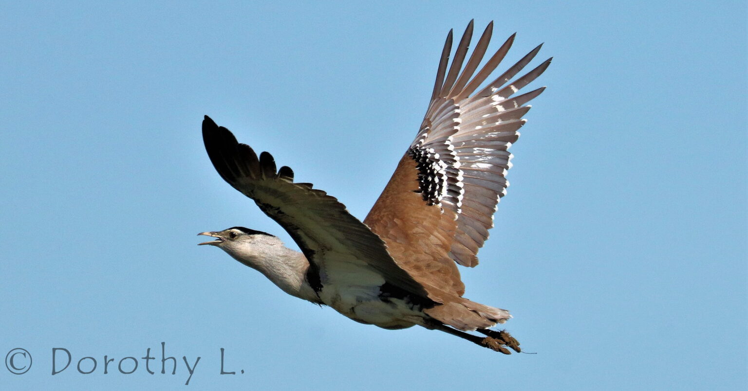 Australian Bustard – Ausemade