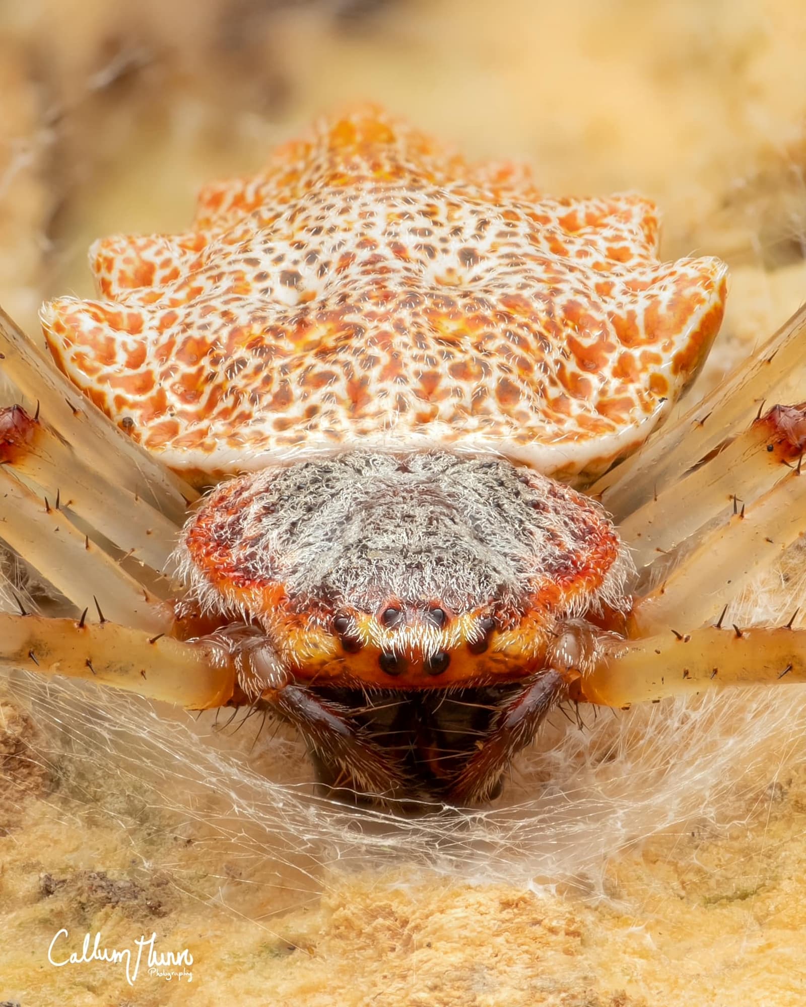 Herennia sp – Ausemade