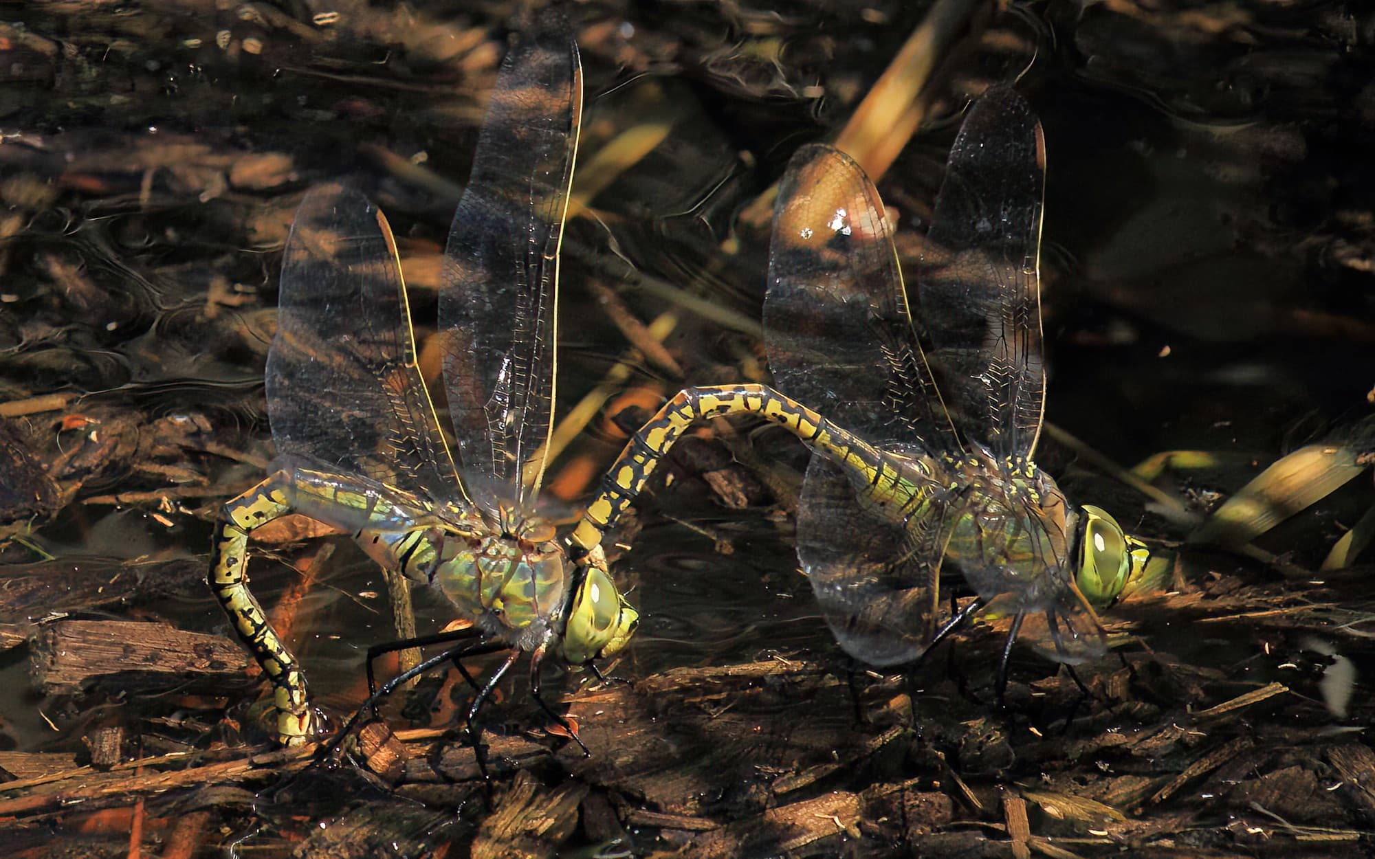 The Little and Large Show – Ausemade