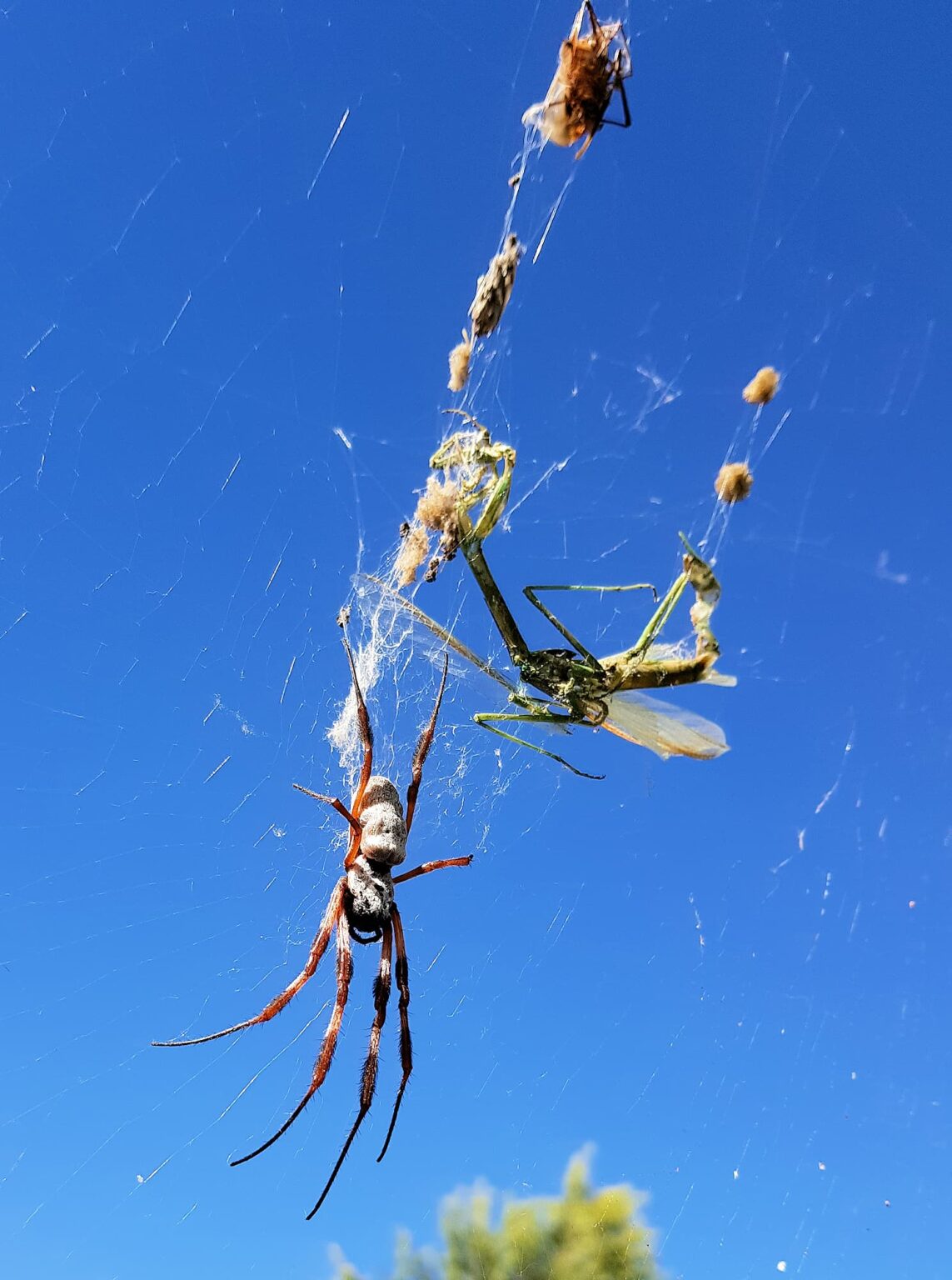 Australian Golden Orb Weaver – Ausemade