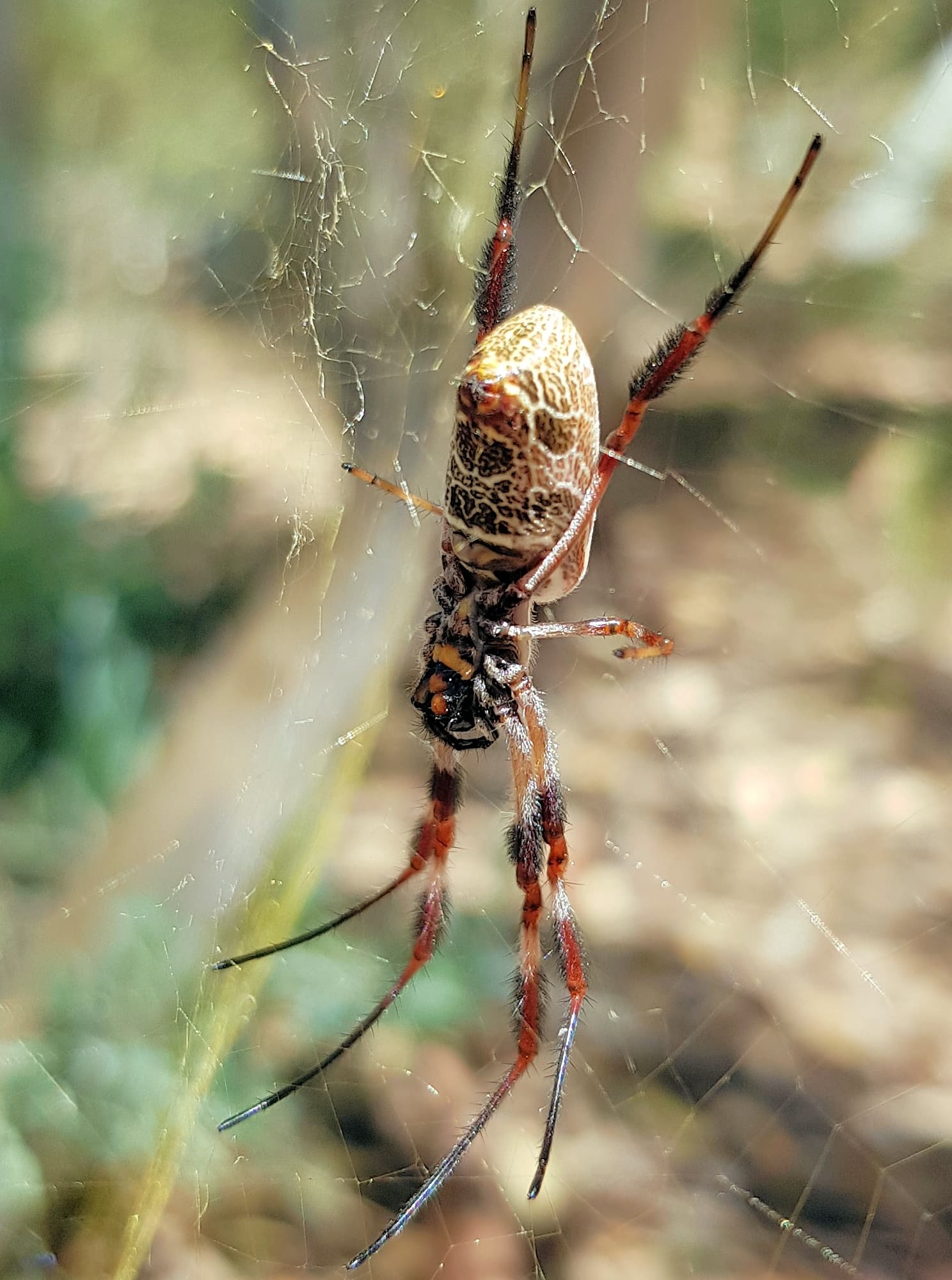 Juvenile to Mature Female Golden Orb Weaver – Ausemade