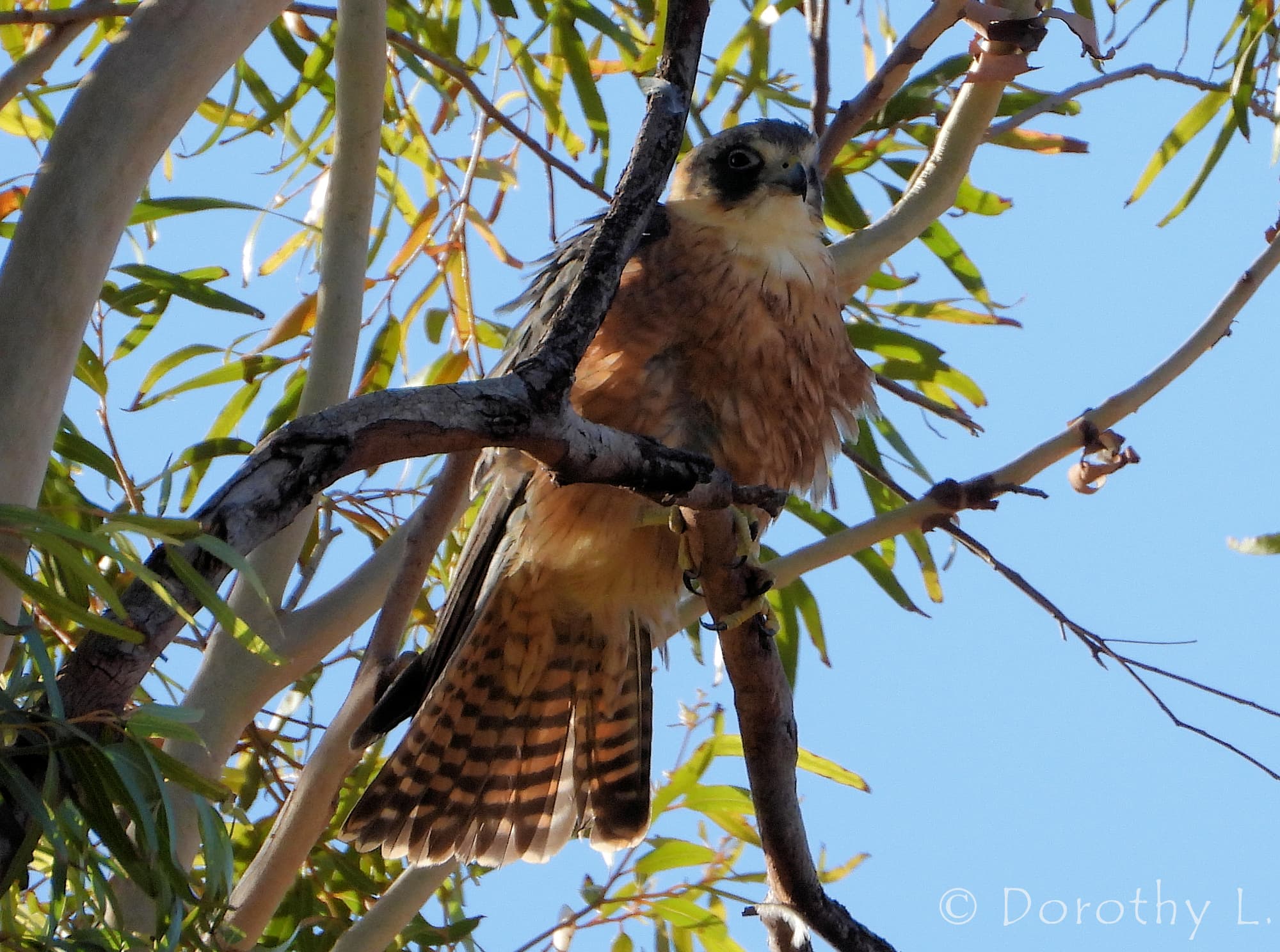 Australian Hobby – preening & roosting – Ausemade