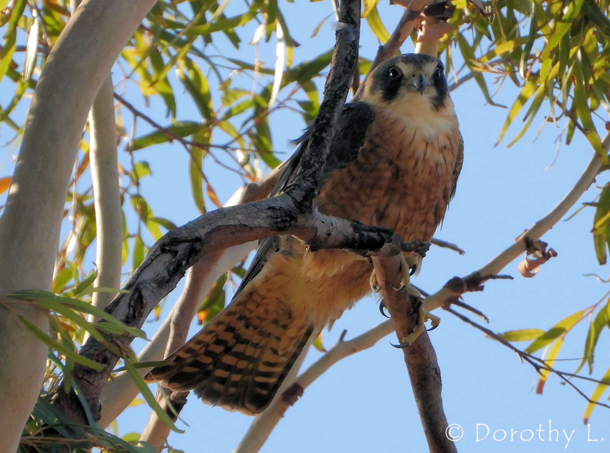 Australian Hobby – preening & roosting – Ausemade