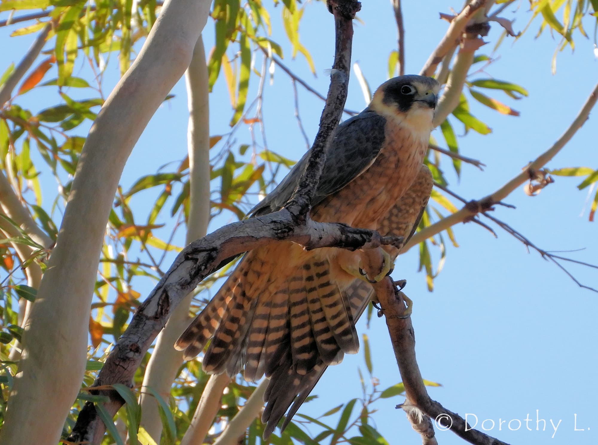 Australian Hobby – preening & roosting – Ausemade