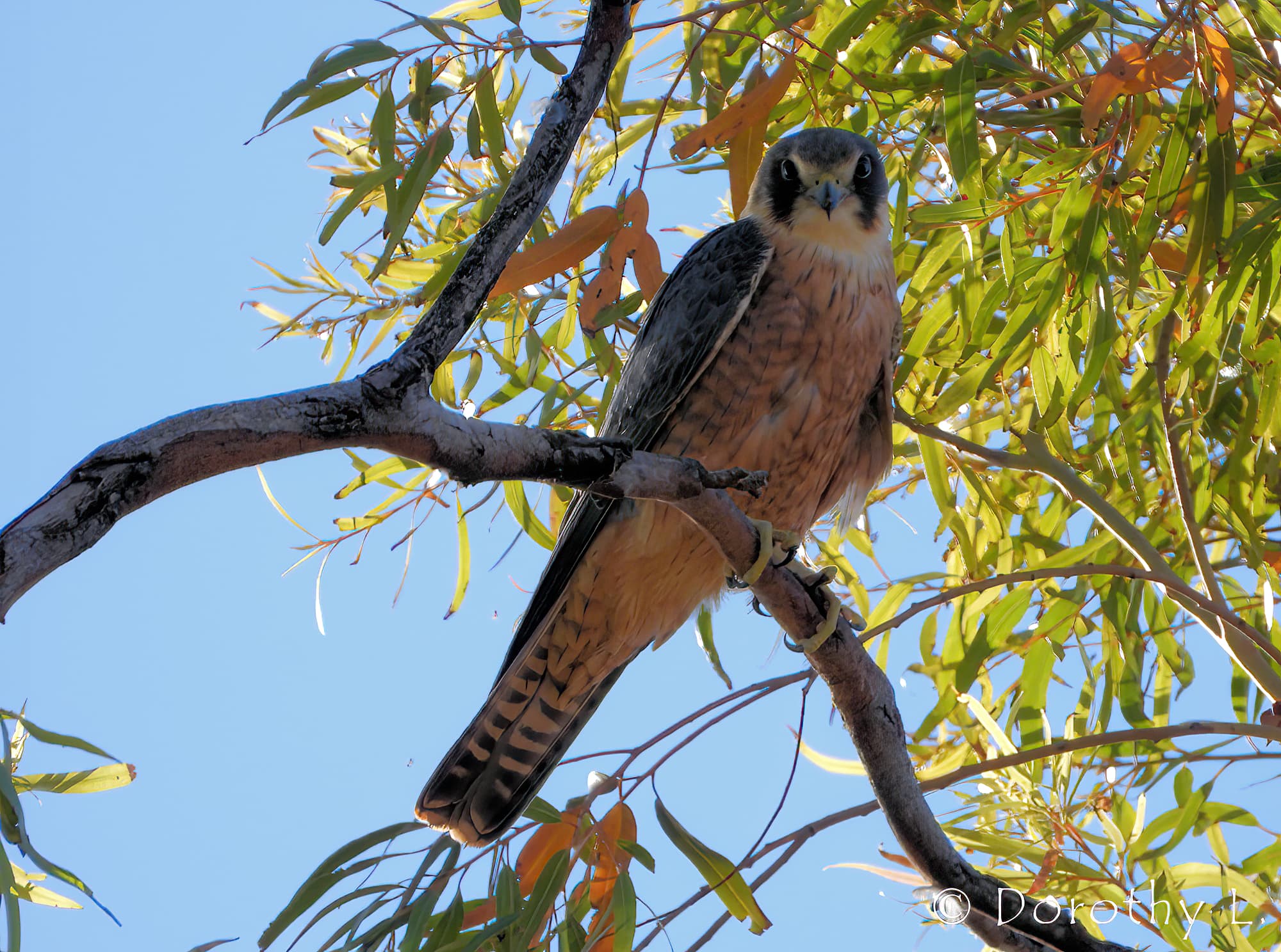 Australian Hobby – preening & roosting – Ausemade