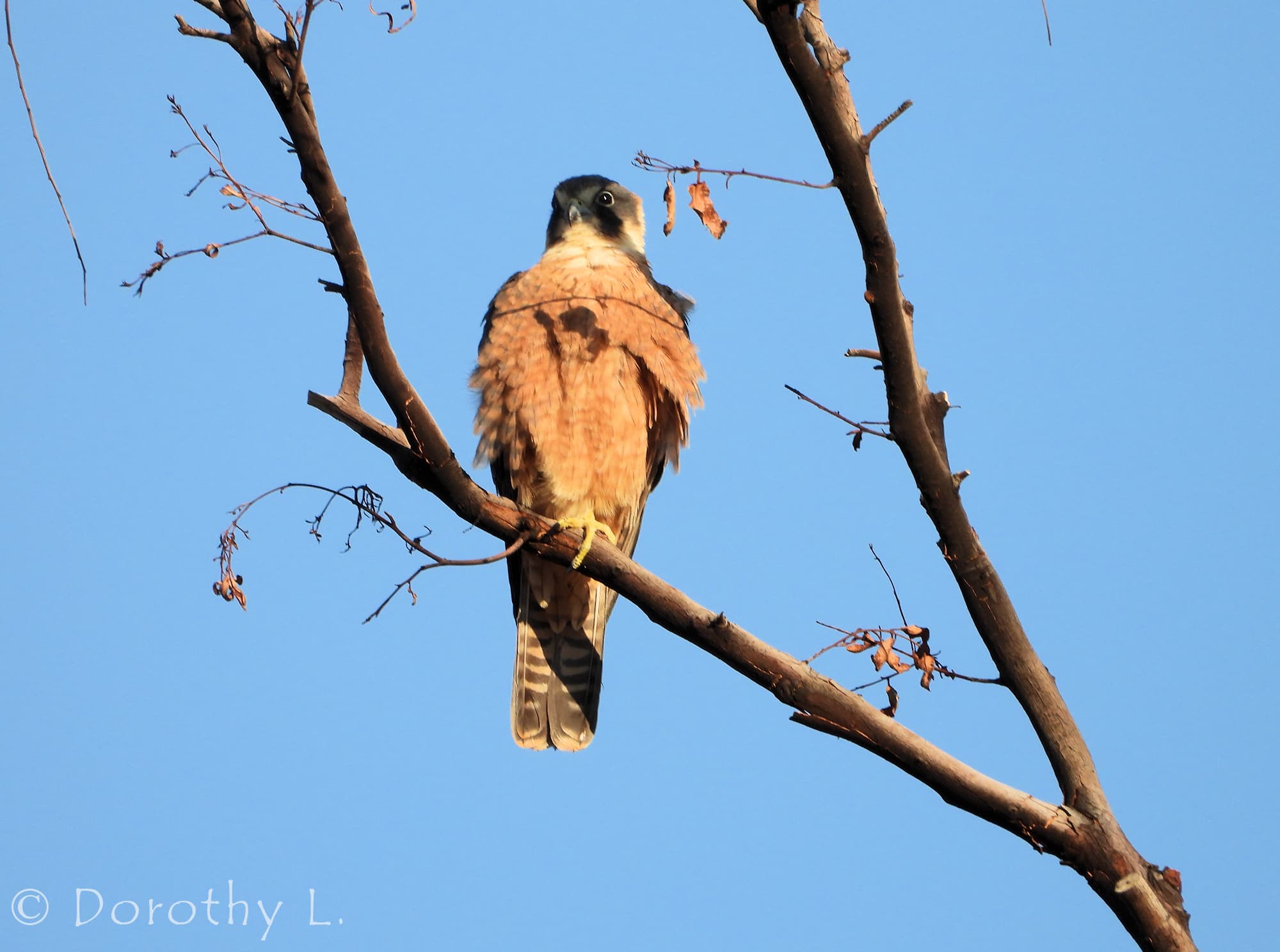Australian Hobby – captured moment – Ausemade