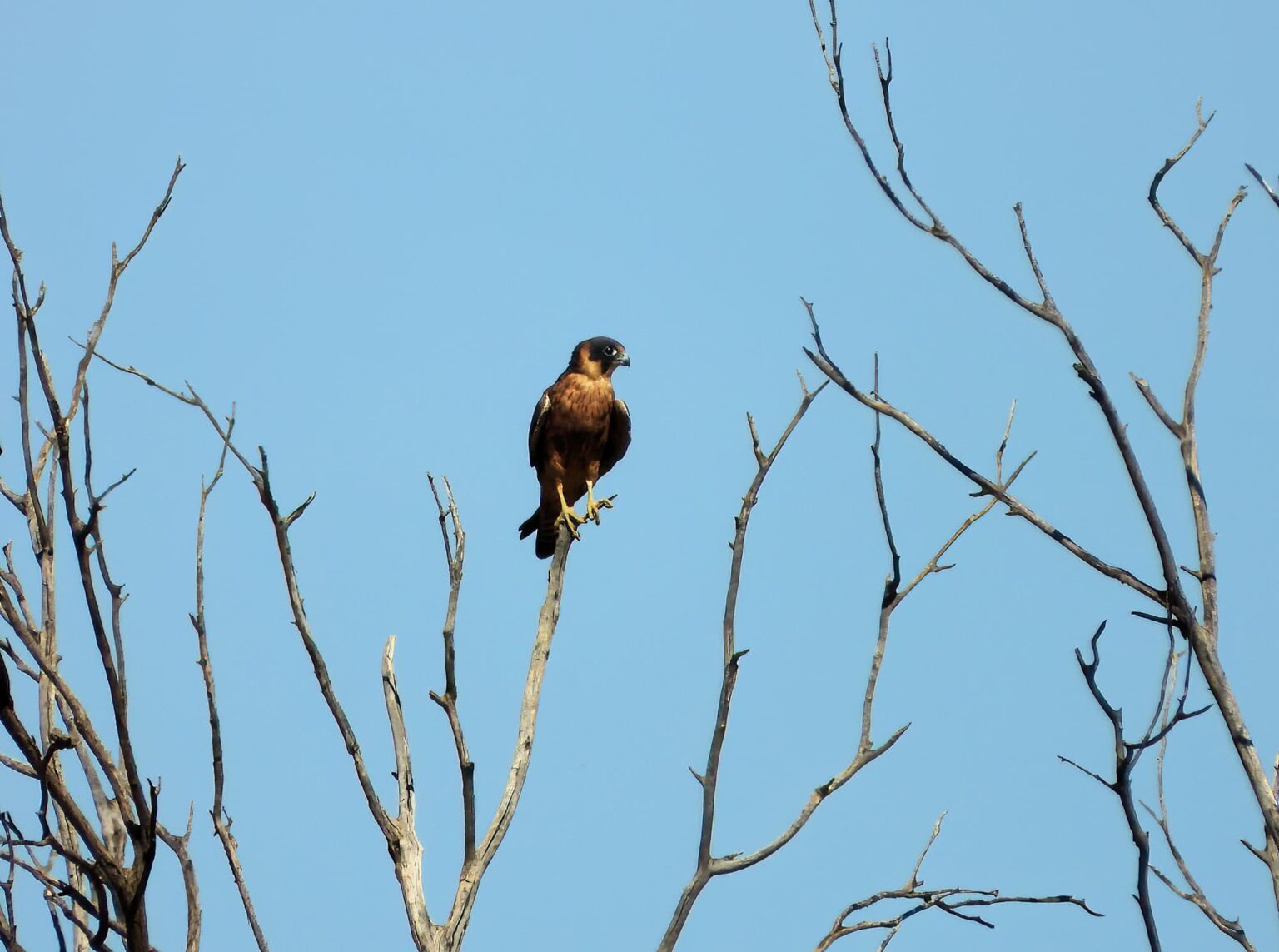 Australian Hobby at the Ponds – Ausemade