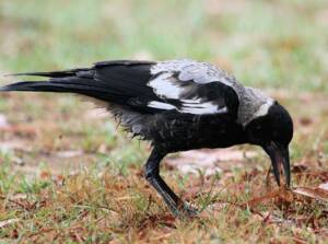 Australian Magpie – Ausemade