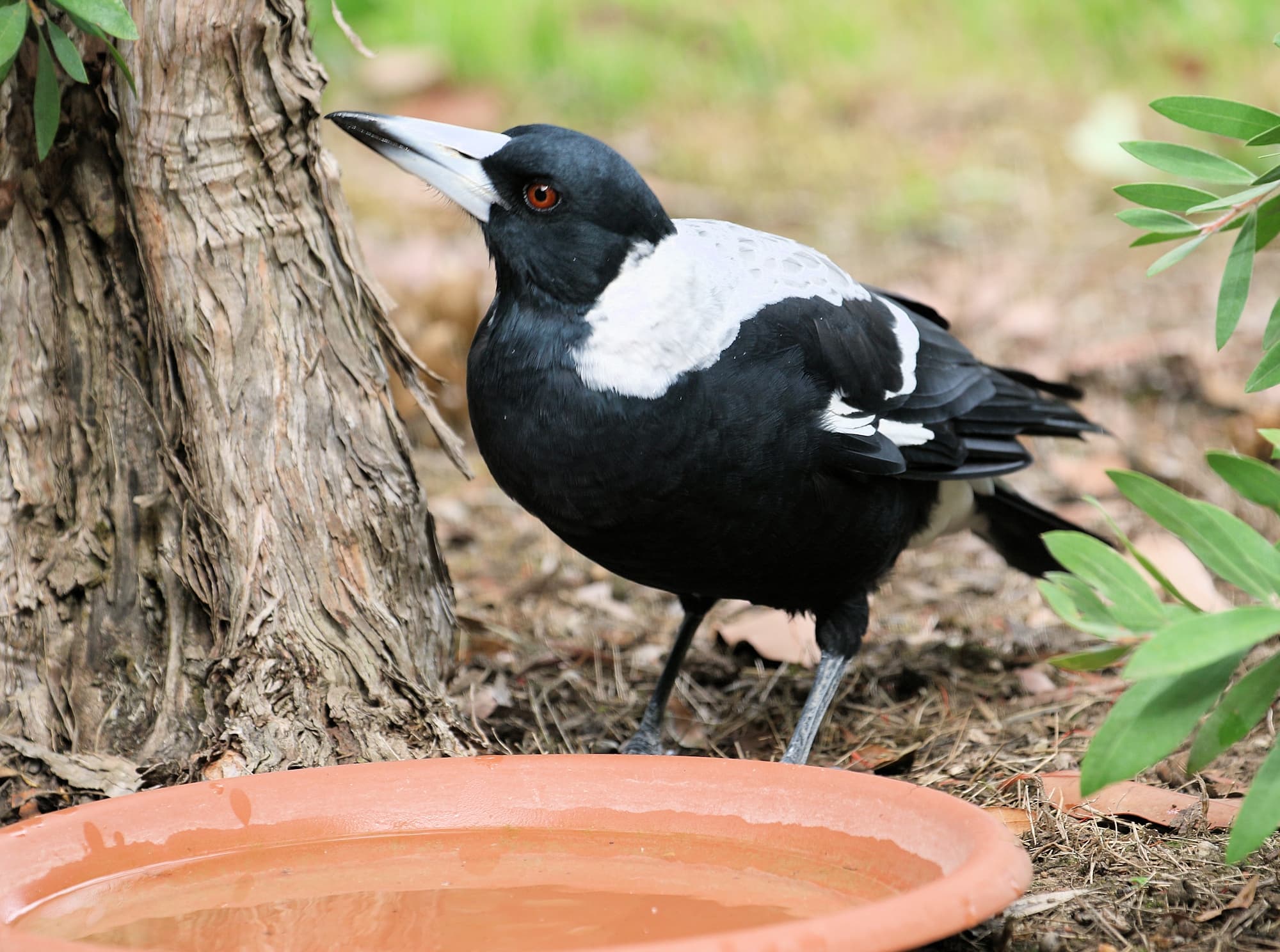 Australian Magpie – Ausemade