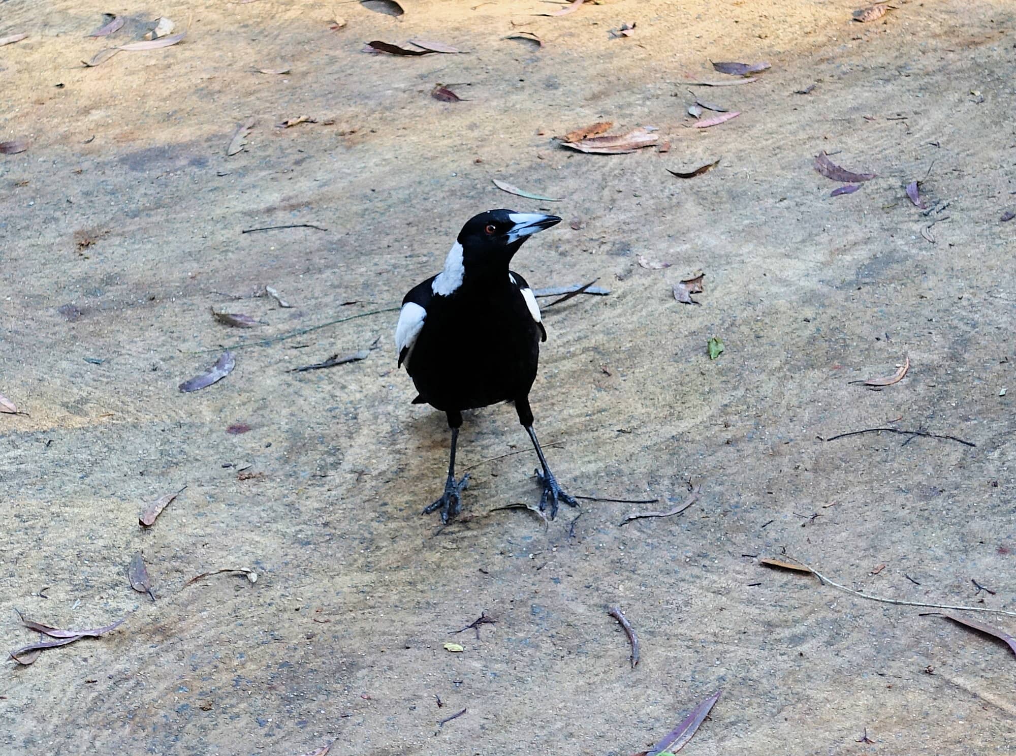 Australian Magpie – Ausemade