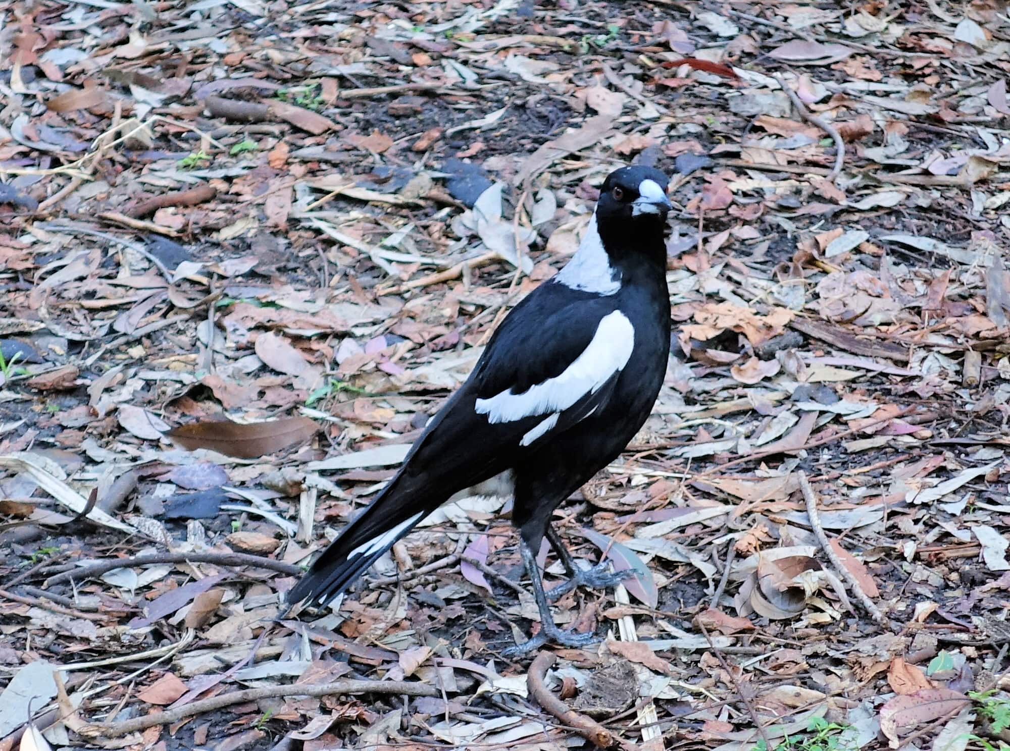 Australian Magpie – Ausemade