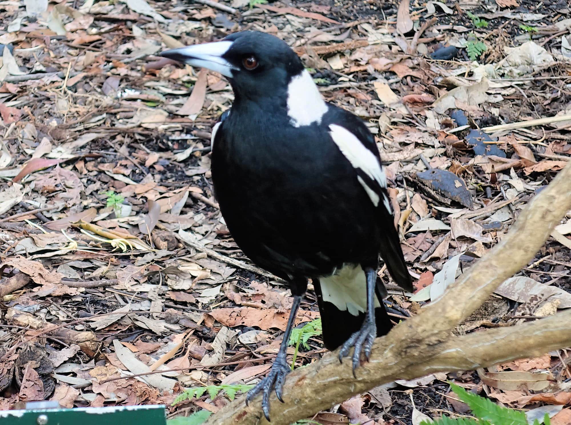 Australian Magpie – Ausemade