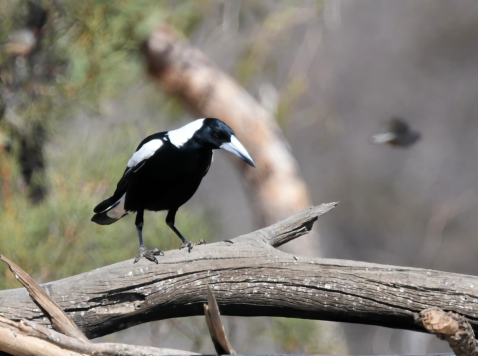 Australian Magpie (Gymnorhina tibicen) – Ausemade