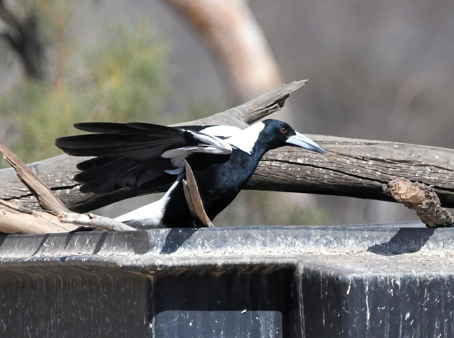 Australian Magpie (Gymnorhina tibicen) – Ausemade