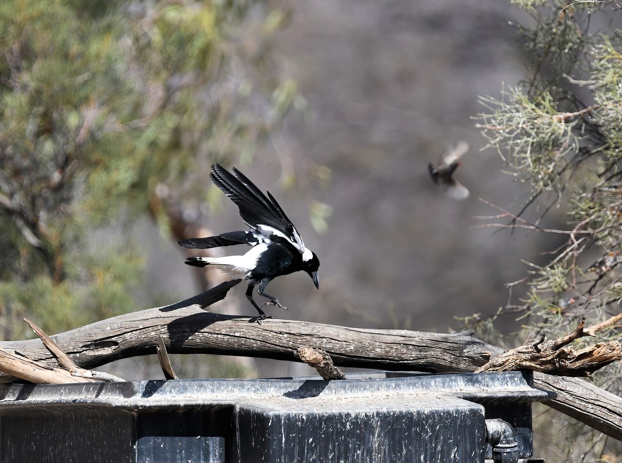 Australian Magpie (Gymnorhina tibicen) – Ausemade