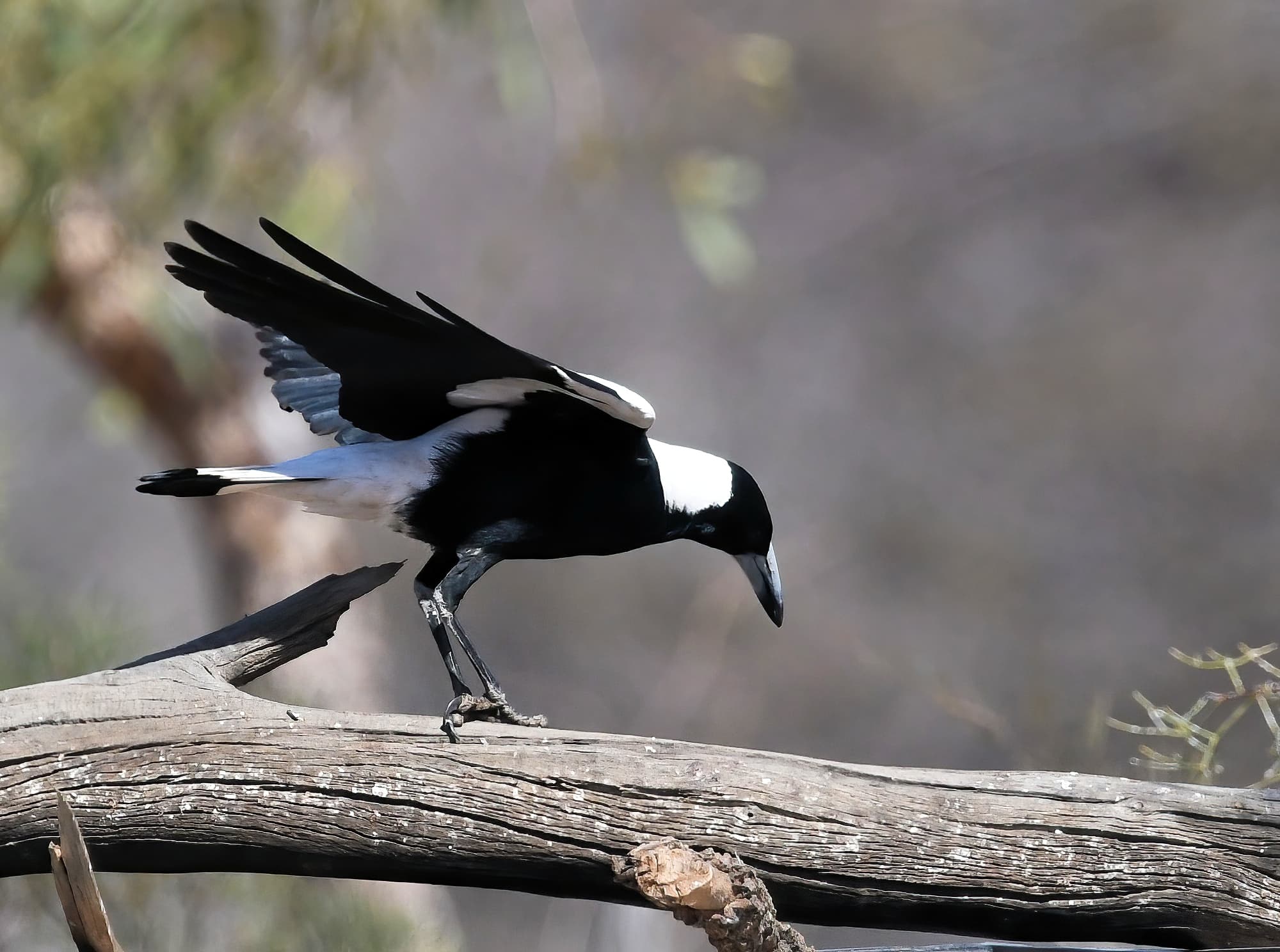 Australian Magpie (Gymnorhina tibicen) – Ausemade