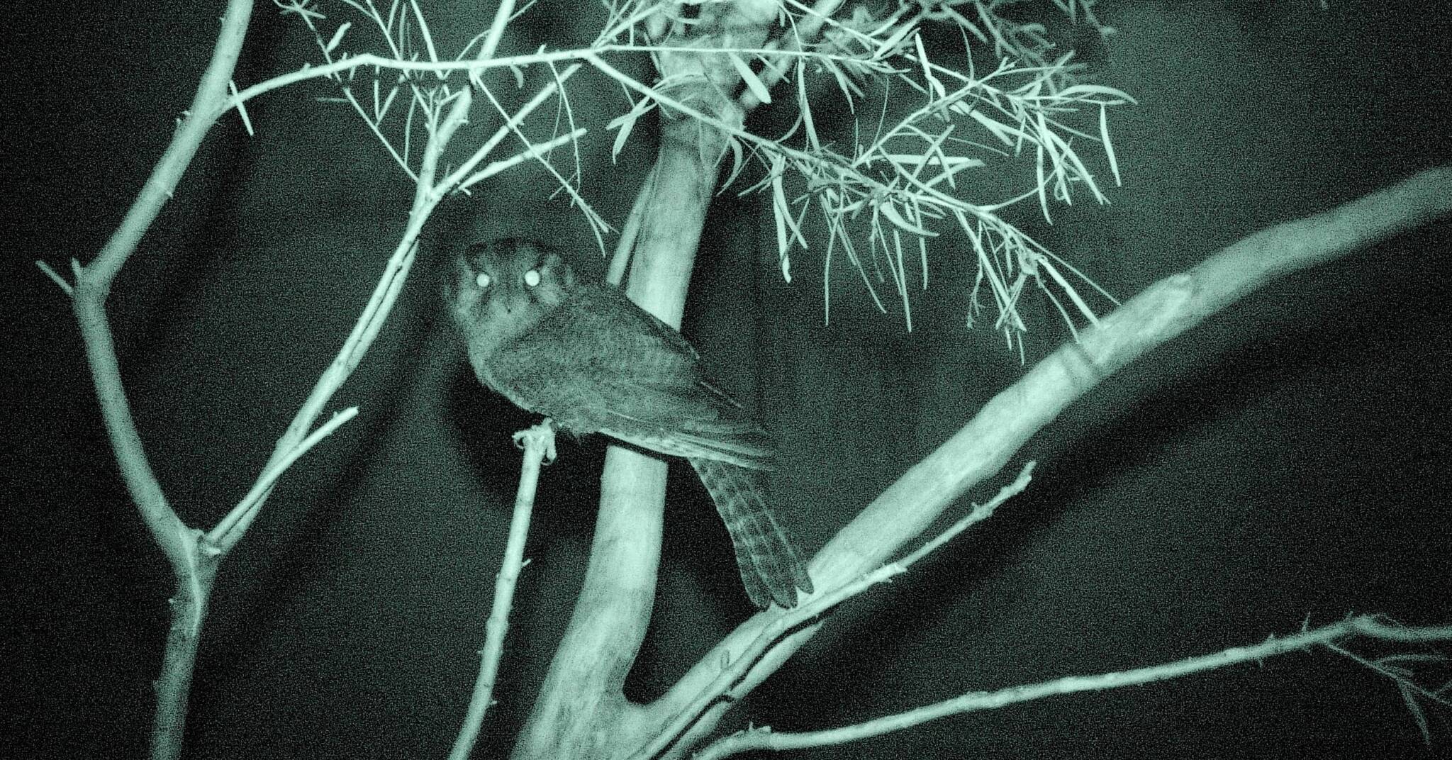 Alice Springs Desert Park – Ausemade