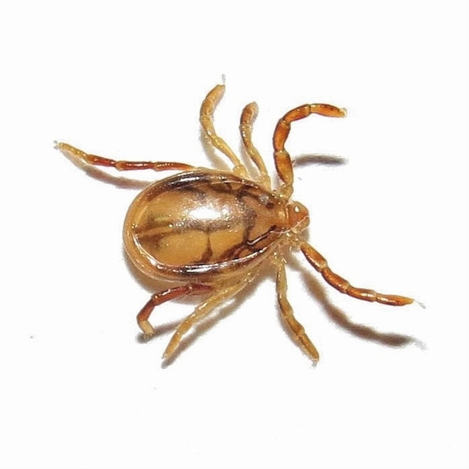 Ixodes holocyclus (Australian Paralysis Tick) – Ausemade