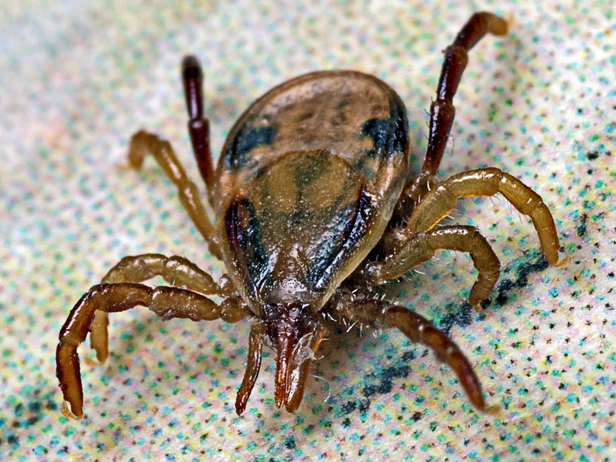 Ixodes holocyclus (Australian Paralysis Tick) – Ausemade