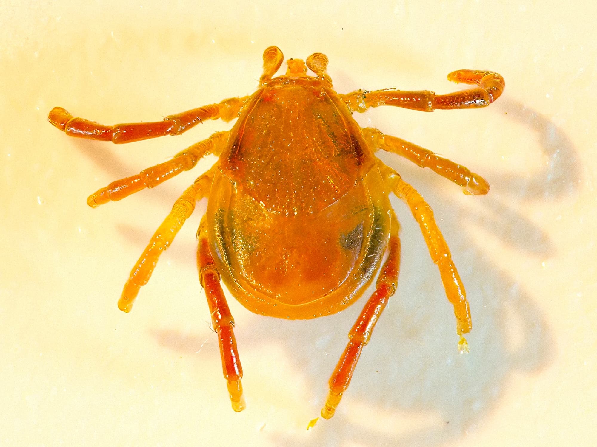 Ixodes holocyclus (Australian Paralysis Tick) – Ausemade