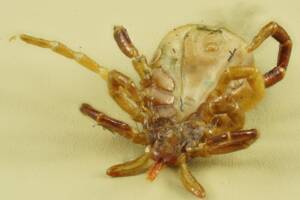 Ixodes holocyclus (Australian Paralysis Tick) – Ausemade