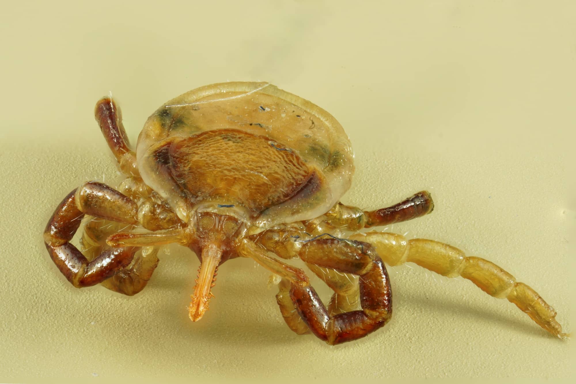 Ixodes holocyclus (Australian Paralysis Tick) – Ausemade