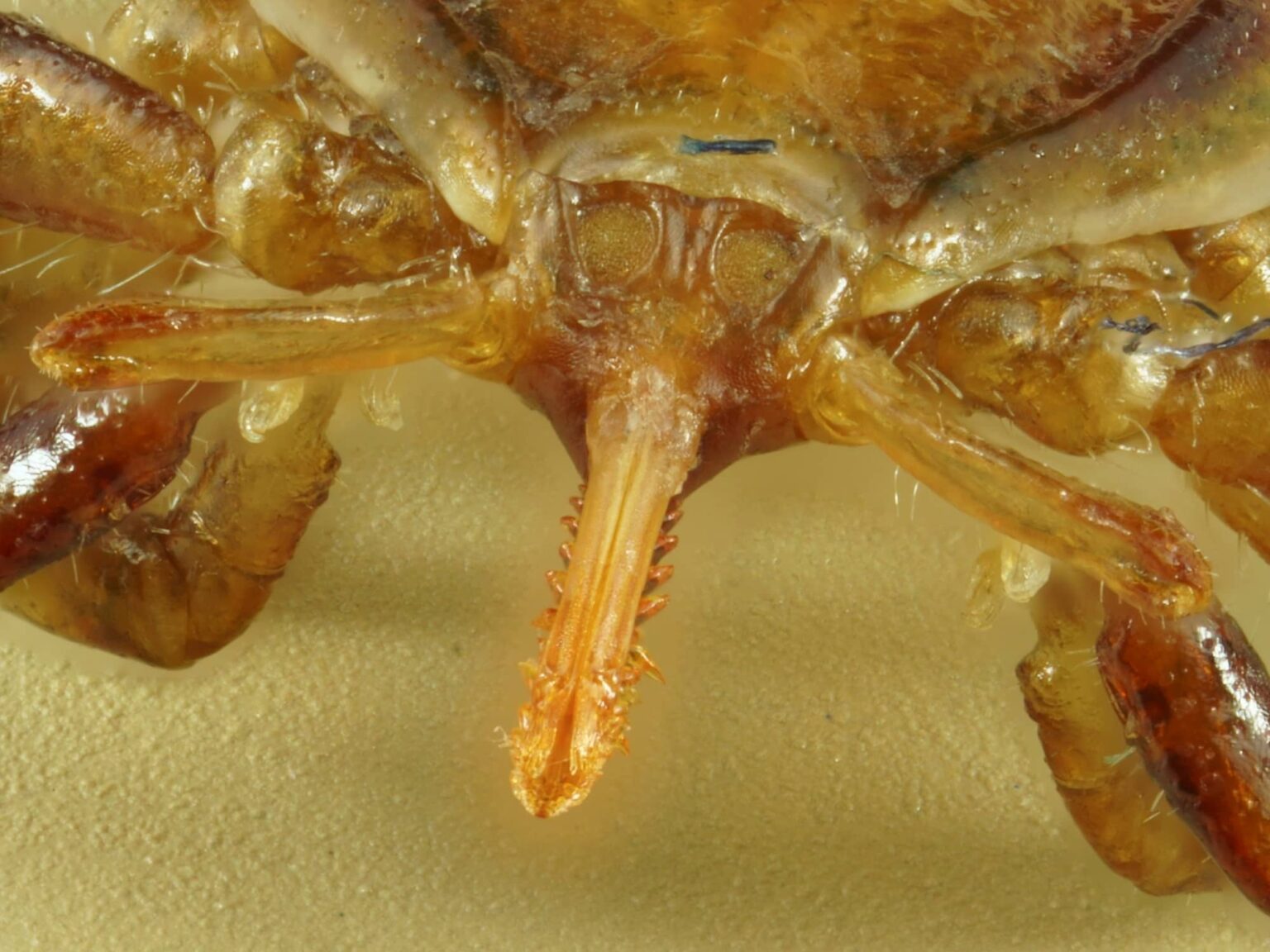 Ixodes holocyclus (Australian Paralysis Tick) – Ausemade