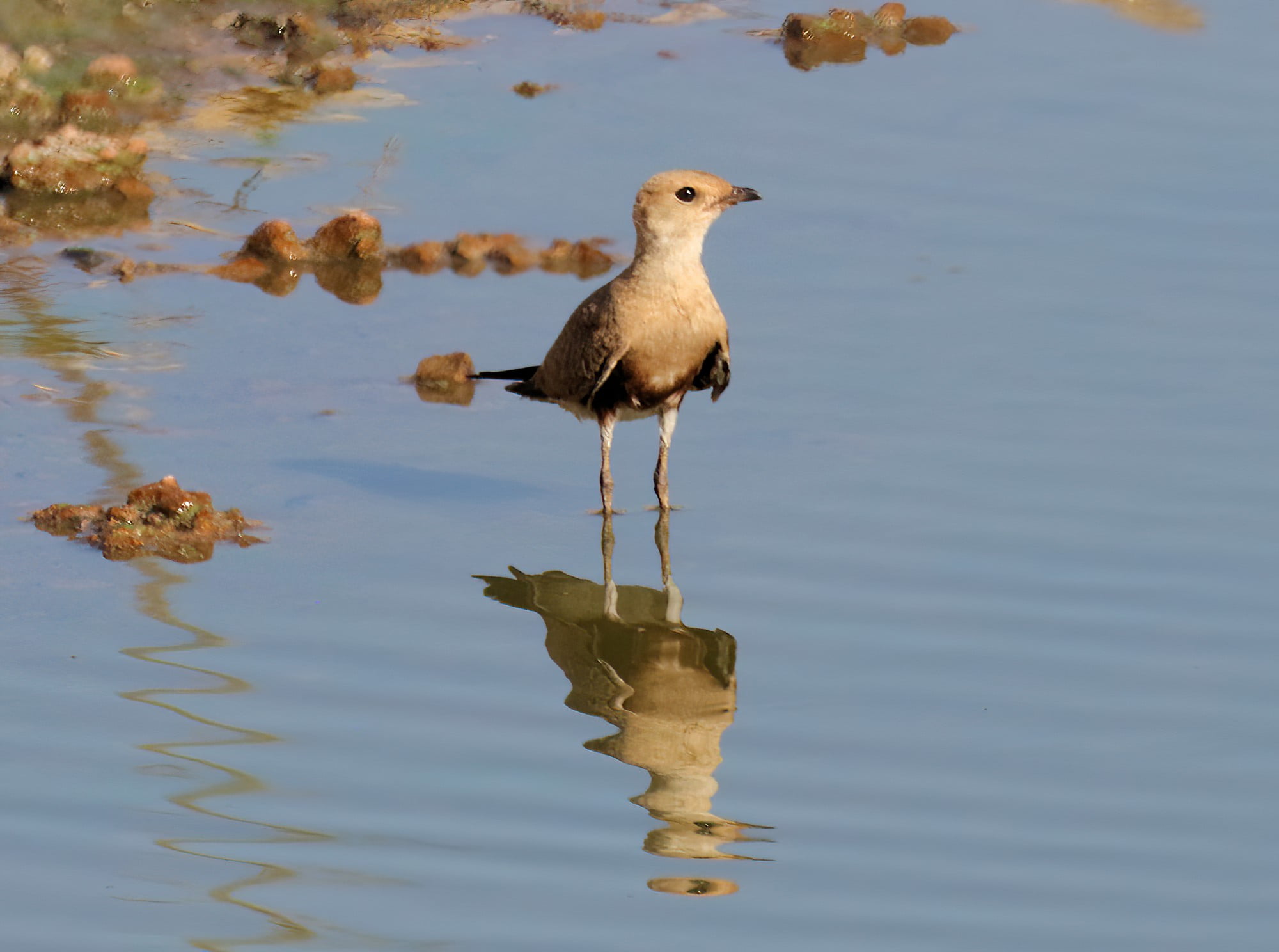 Australian Pratincole at the Ponds – Ausemade