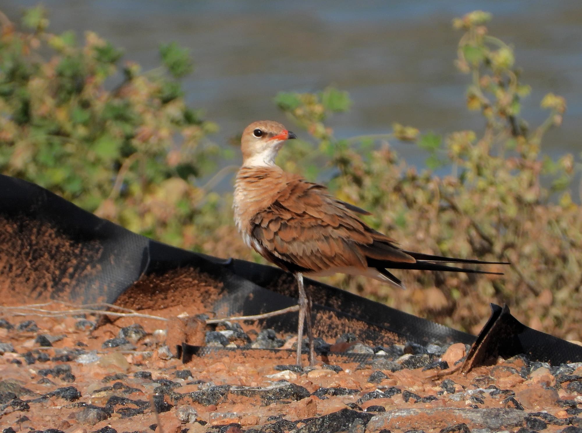 Australian Pratincole at the Ponds – Ausemade