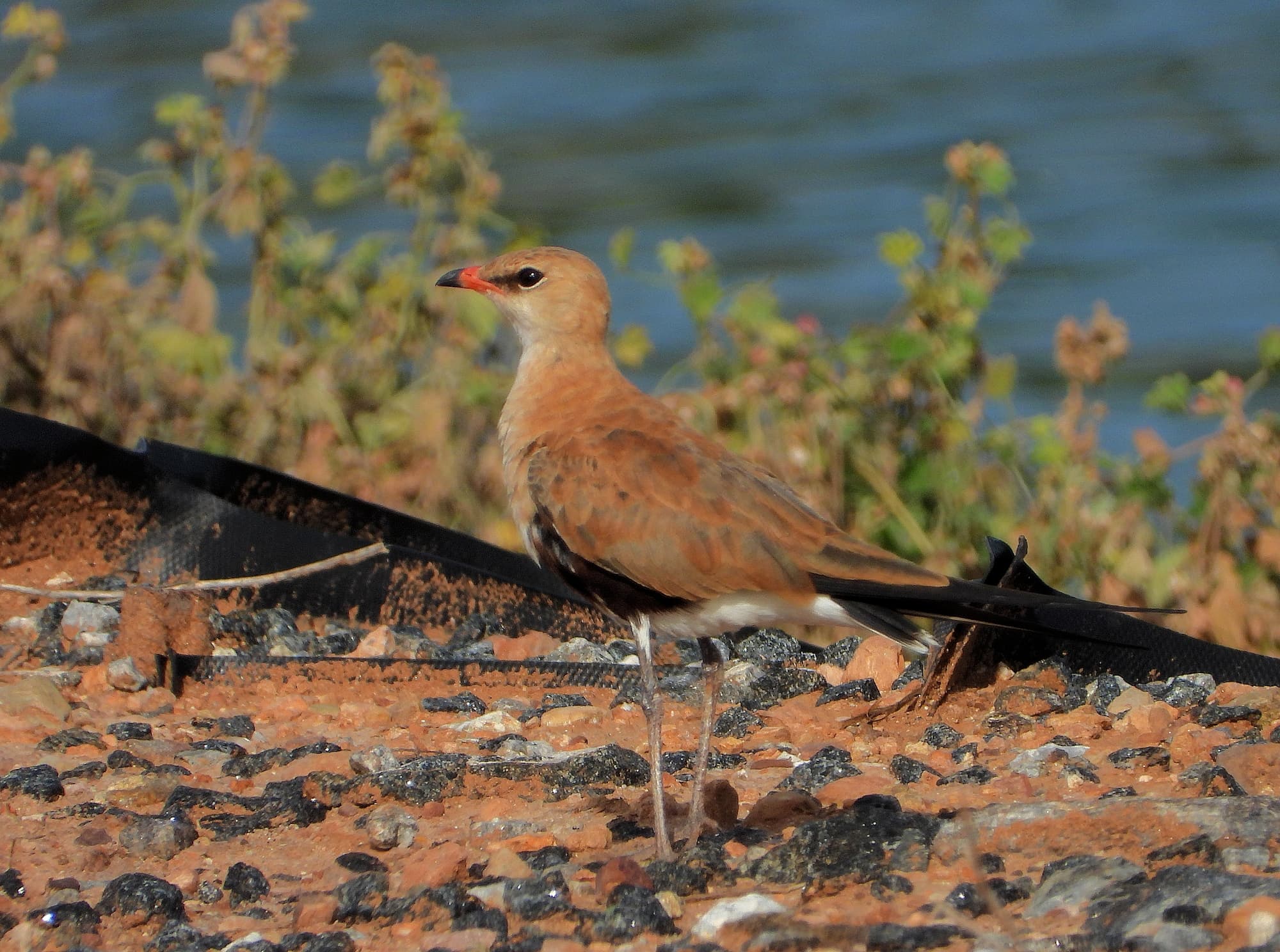 Australian Pratincole at the Ponds – Ausemade
