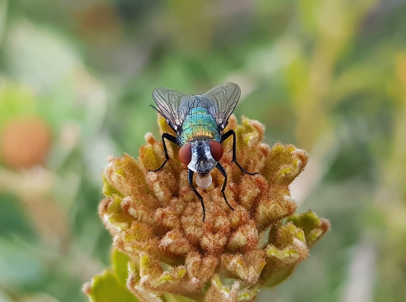 Australian Sheep Blowfly (Lucilia cuprina) – Ausemade