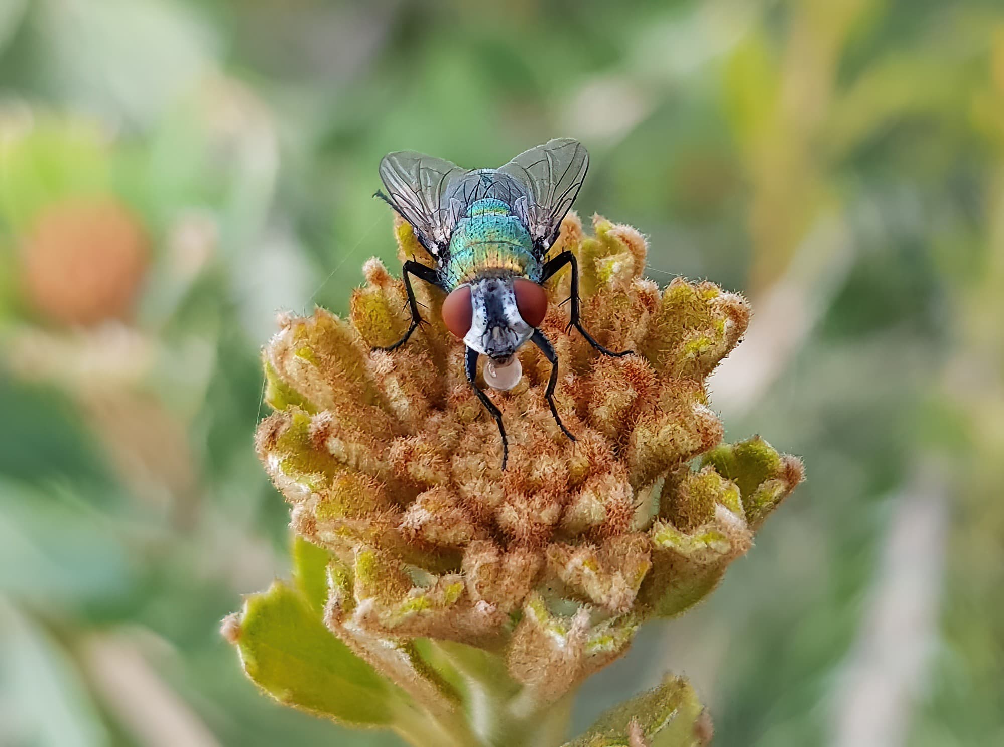 Alice Springs Green Blowfly – Ausemade