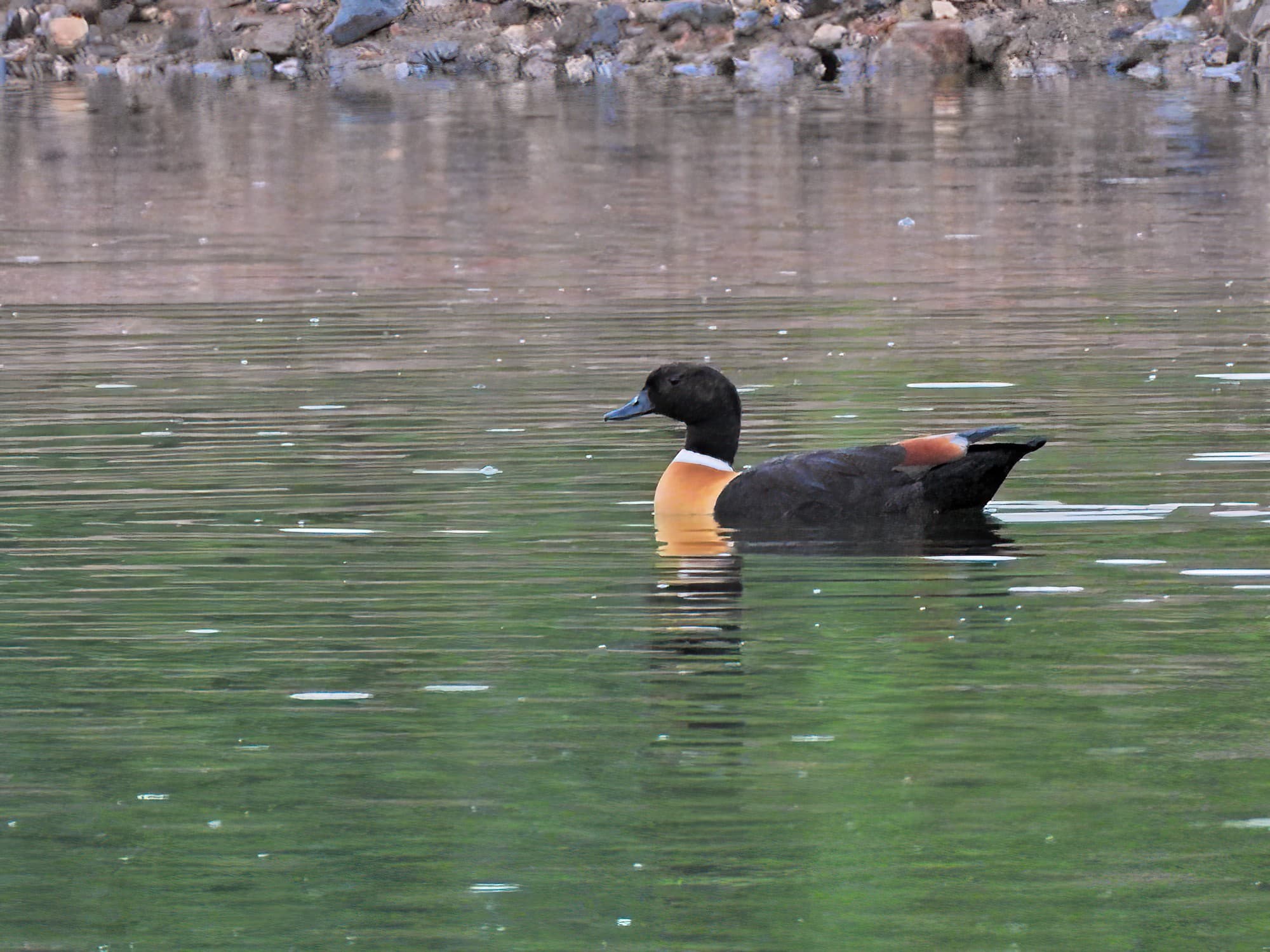 Australian Shelduck at the Ponds – Ausemade