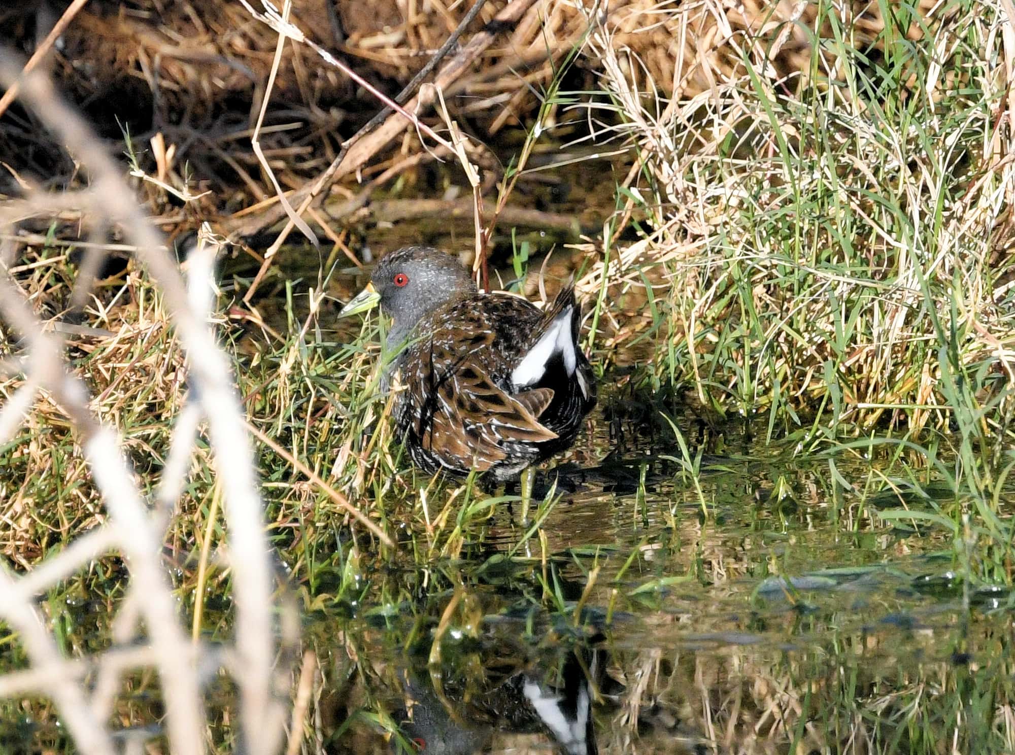 Australian Spotted Crake at the Ponds – Ausemade