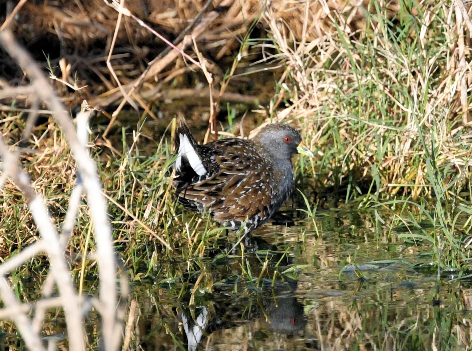 Australian Spotted Crake at the Ponds – Ausemade