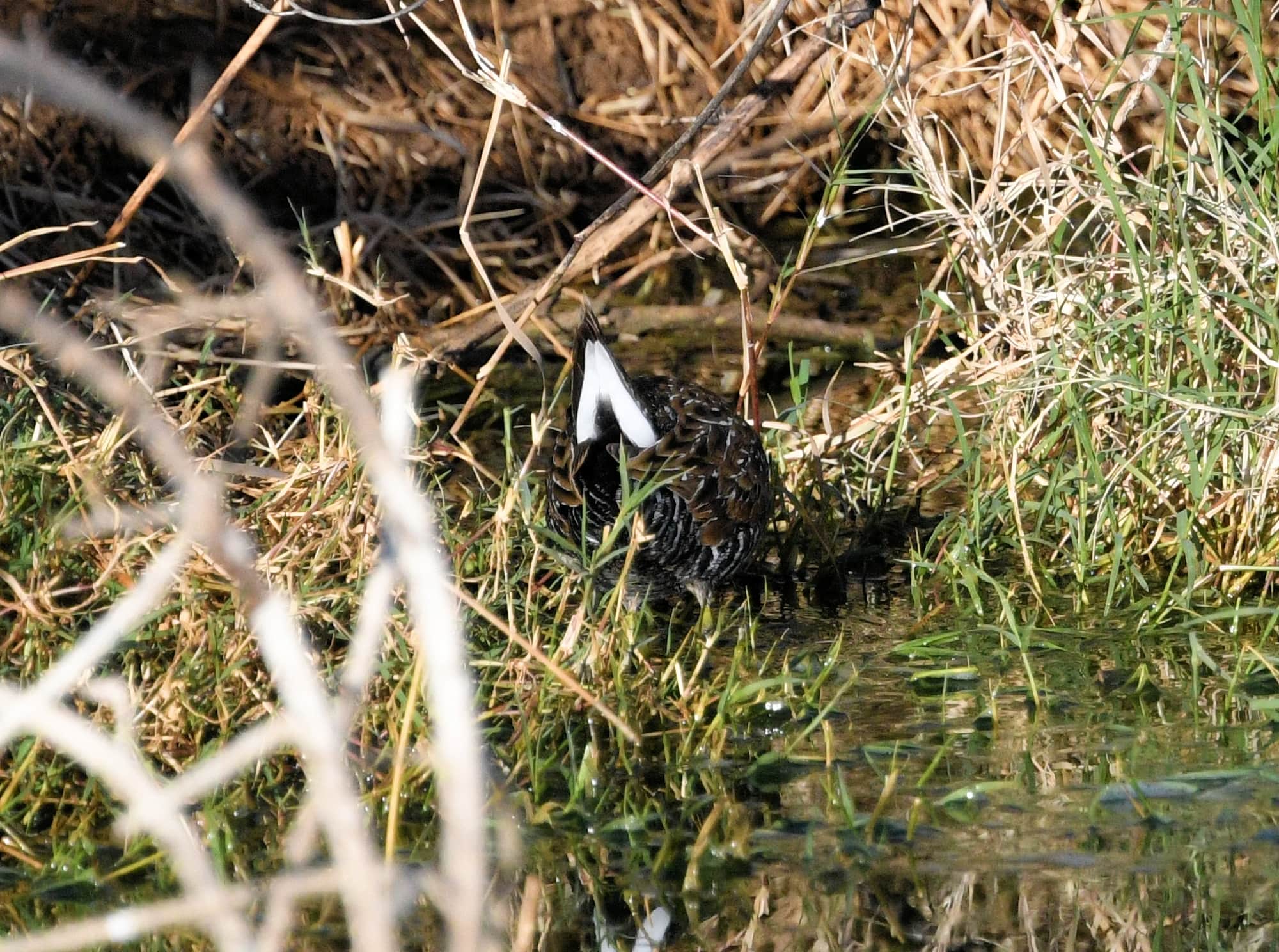 Australian Spotted Crake at the Ponds – Ausemade