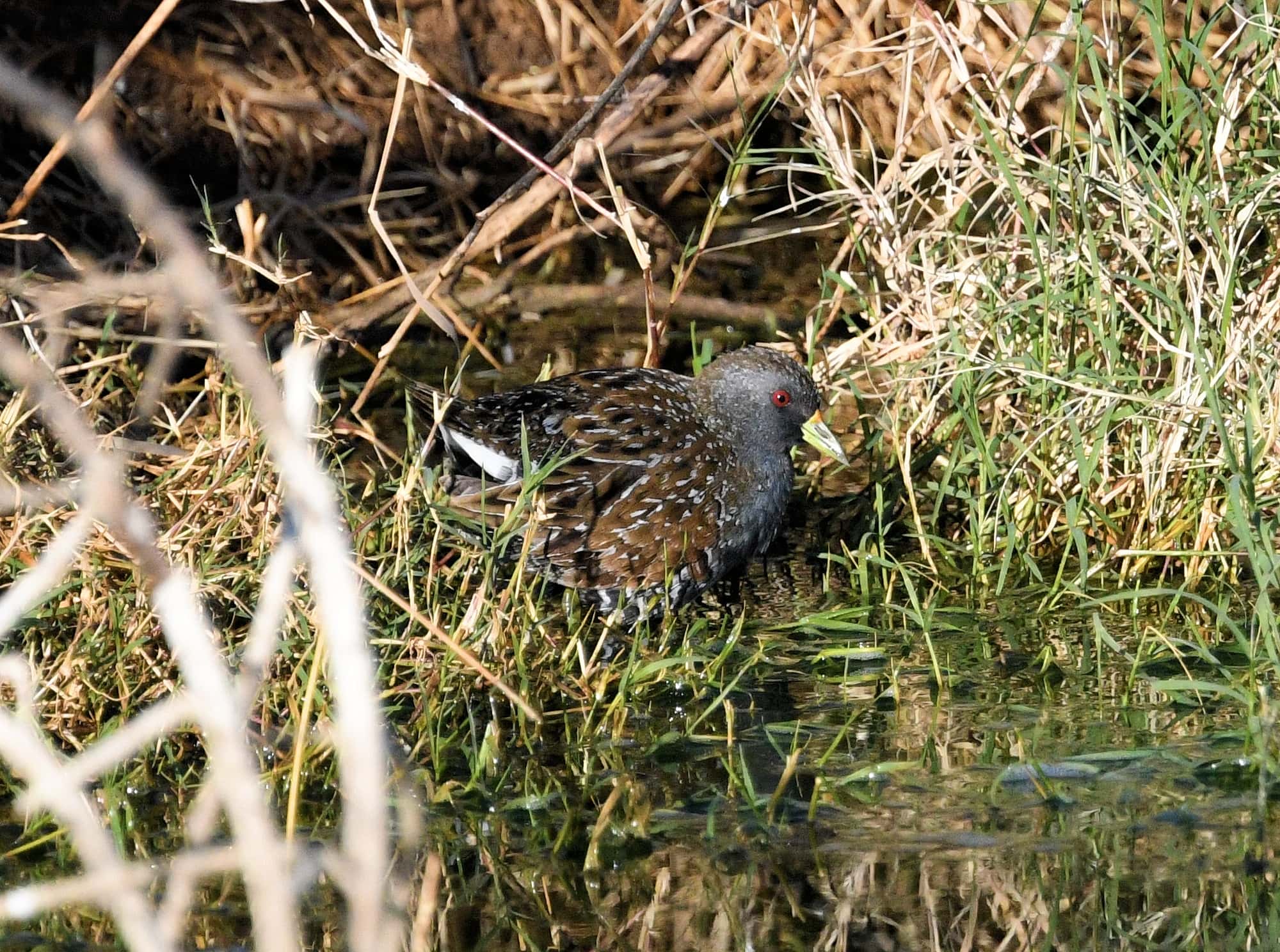 Australian Spotted Crake at the Ponds – Ausemade