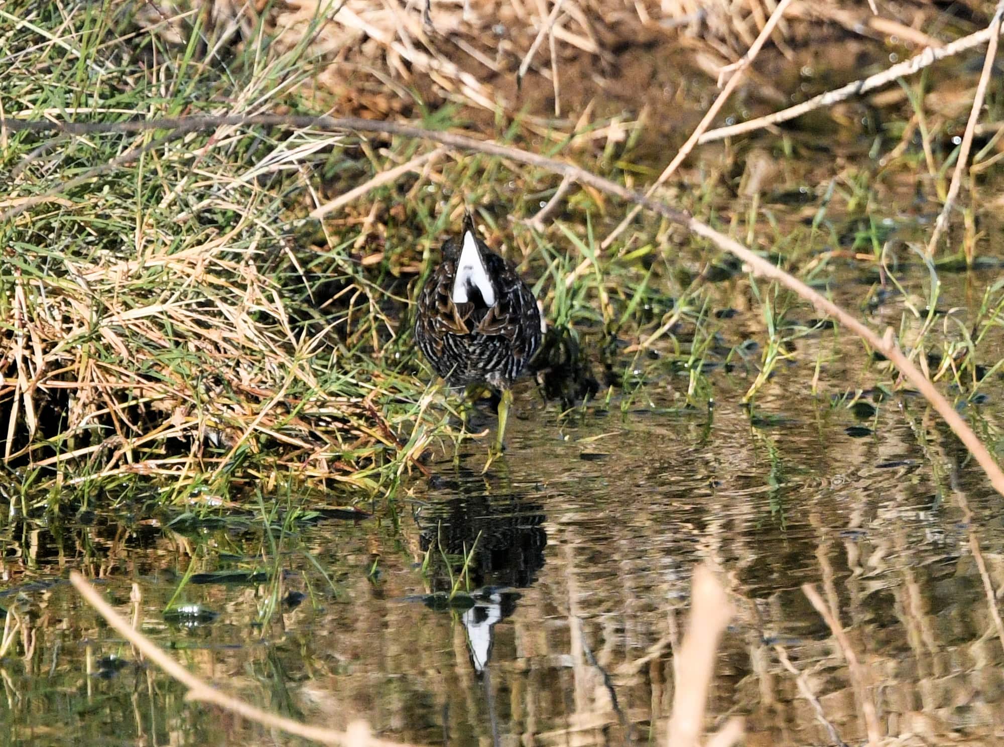Australian Spotted Crake at the Ponds – Ausemade