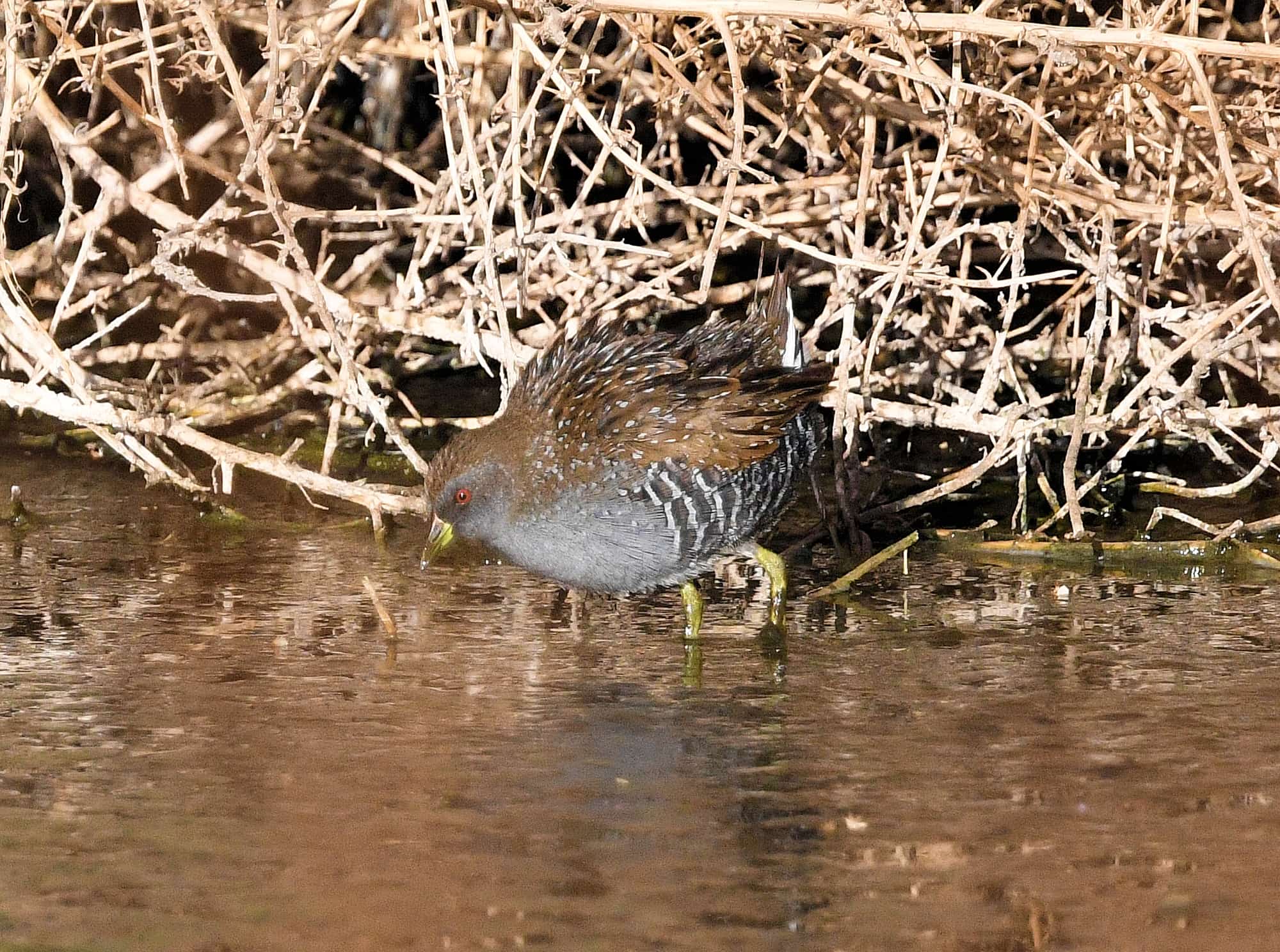 Australian Spotted Crake at the Ponds – Ausemade