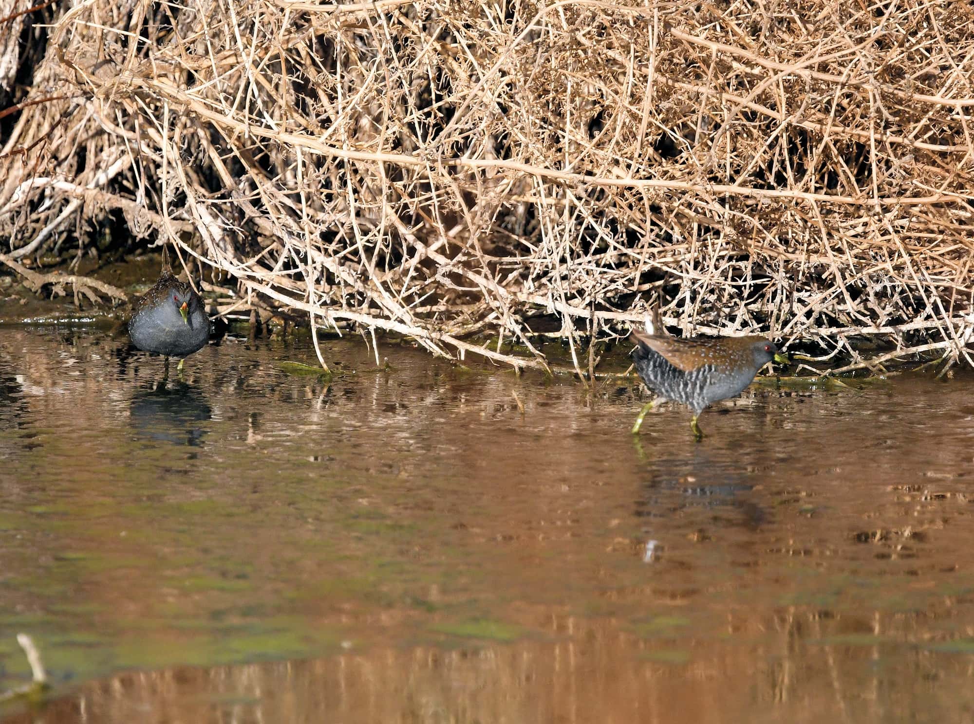 Australian Spotted Crake at the Ponds – Ausemade