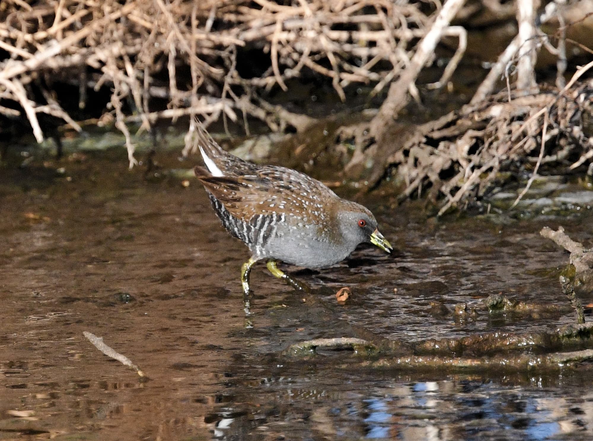Australian Spotted Crake at the Ponds – Ausemade