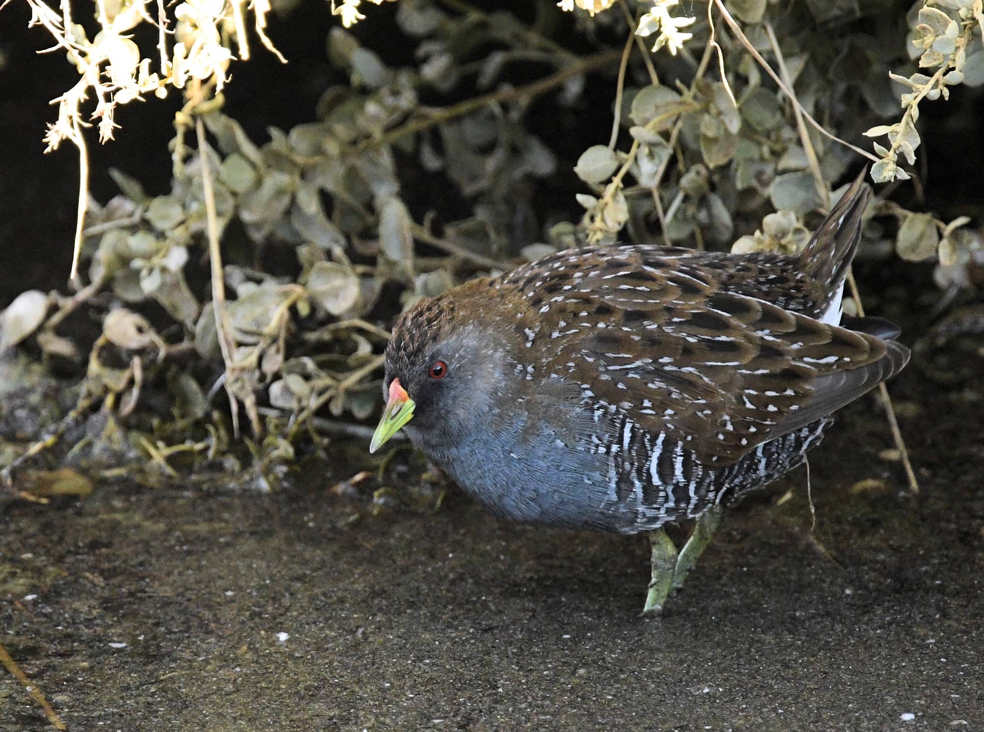 Australian Spotted Crake at the Ponds – Ausemade