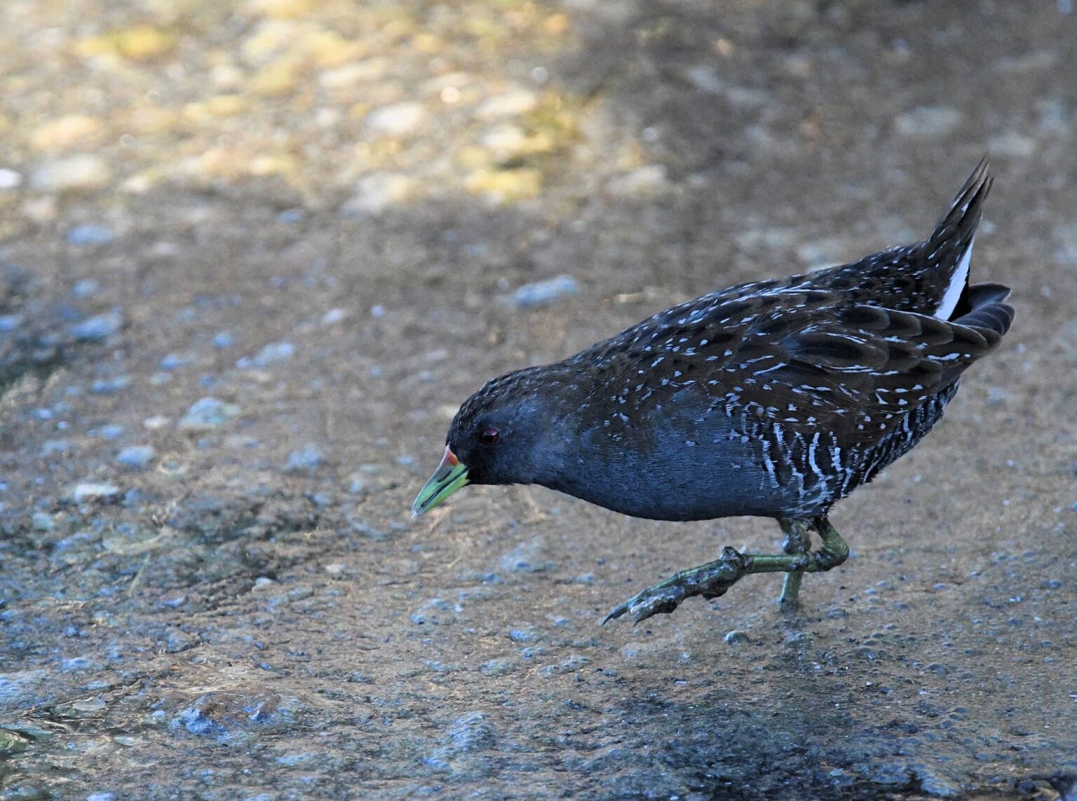 Australian Spotted Crake at the Ponds – Ausemade