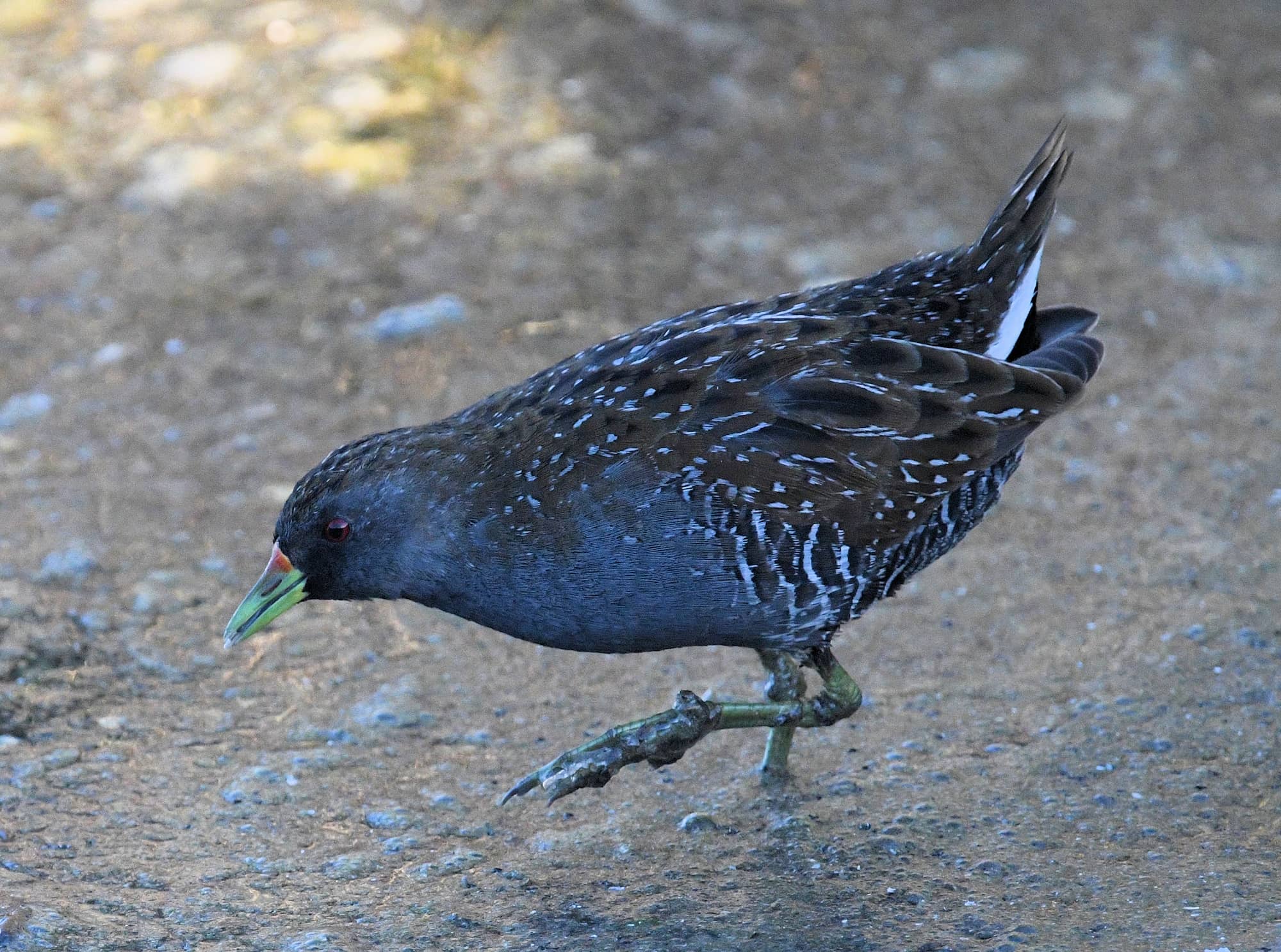 Australian Spotted Crake at the Ponds – Ausemade