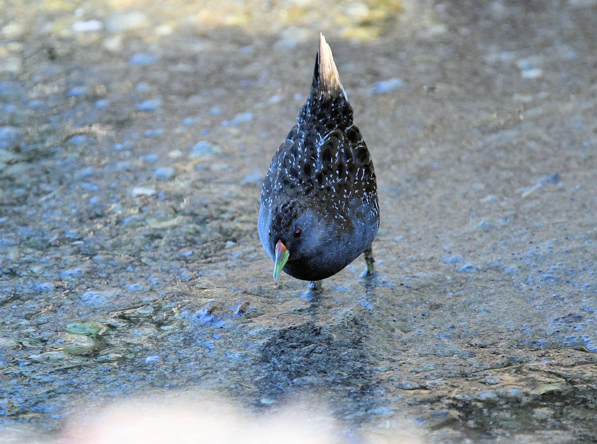 Australian Spotted Crake at the Ponds – Ausemade