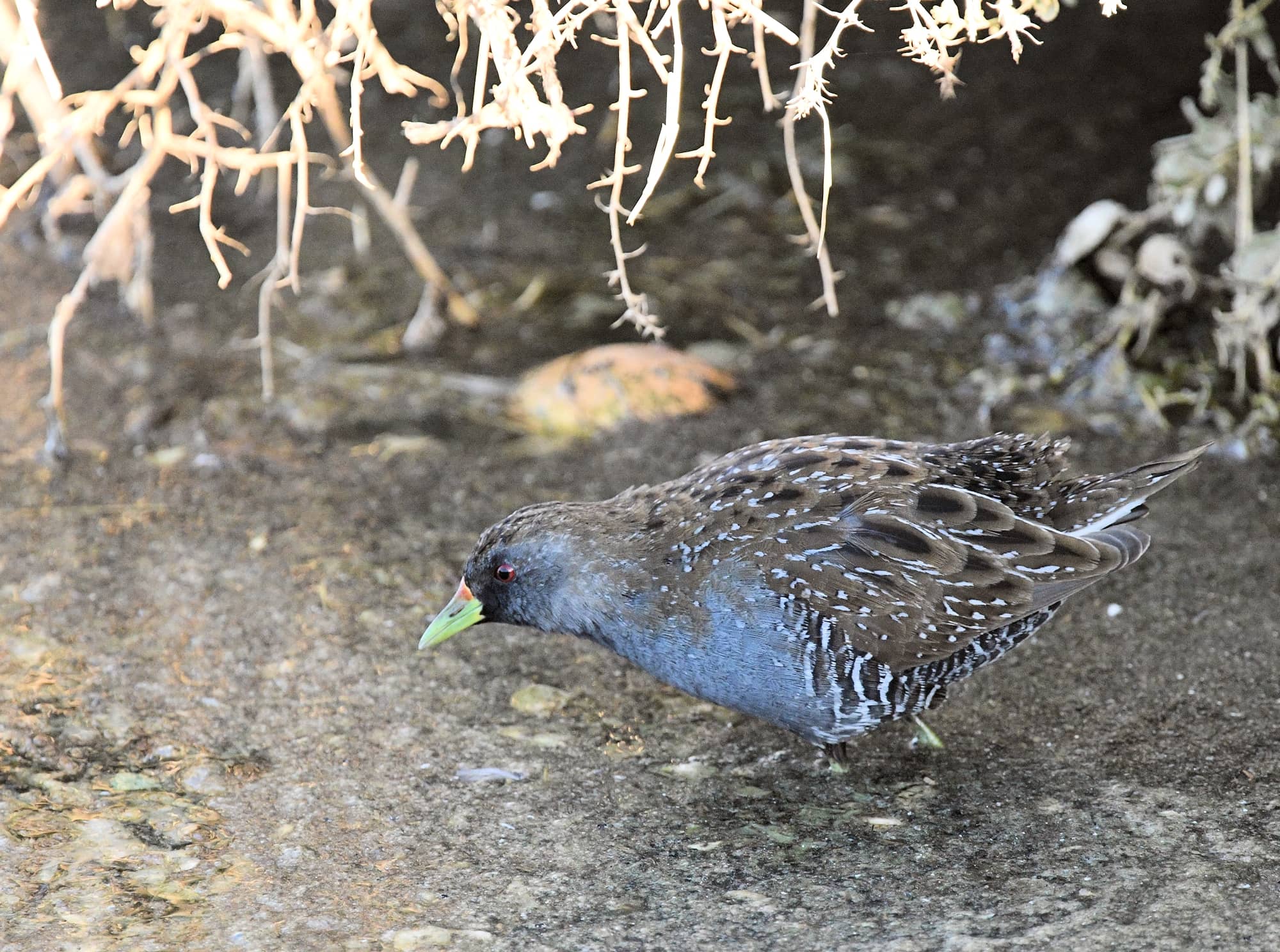 Australian Spotted Crake at the Ponds – Ausemade